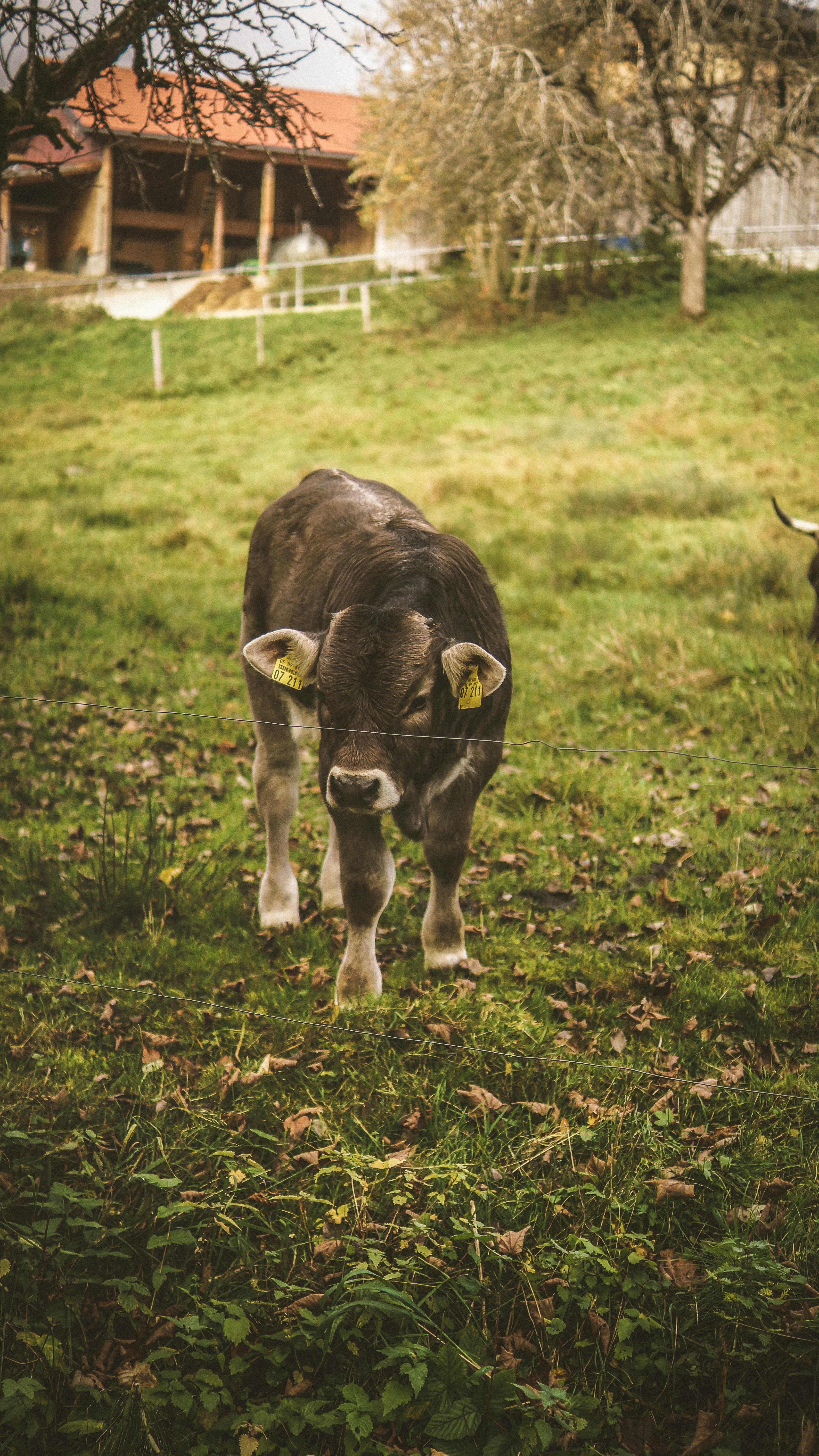 Cows And Calves Photos, Download The BEST Free Cows And Calves Stock ...