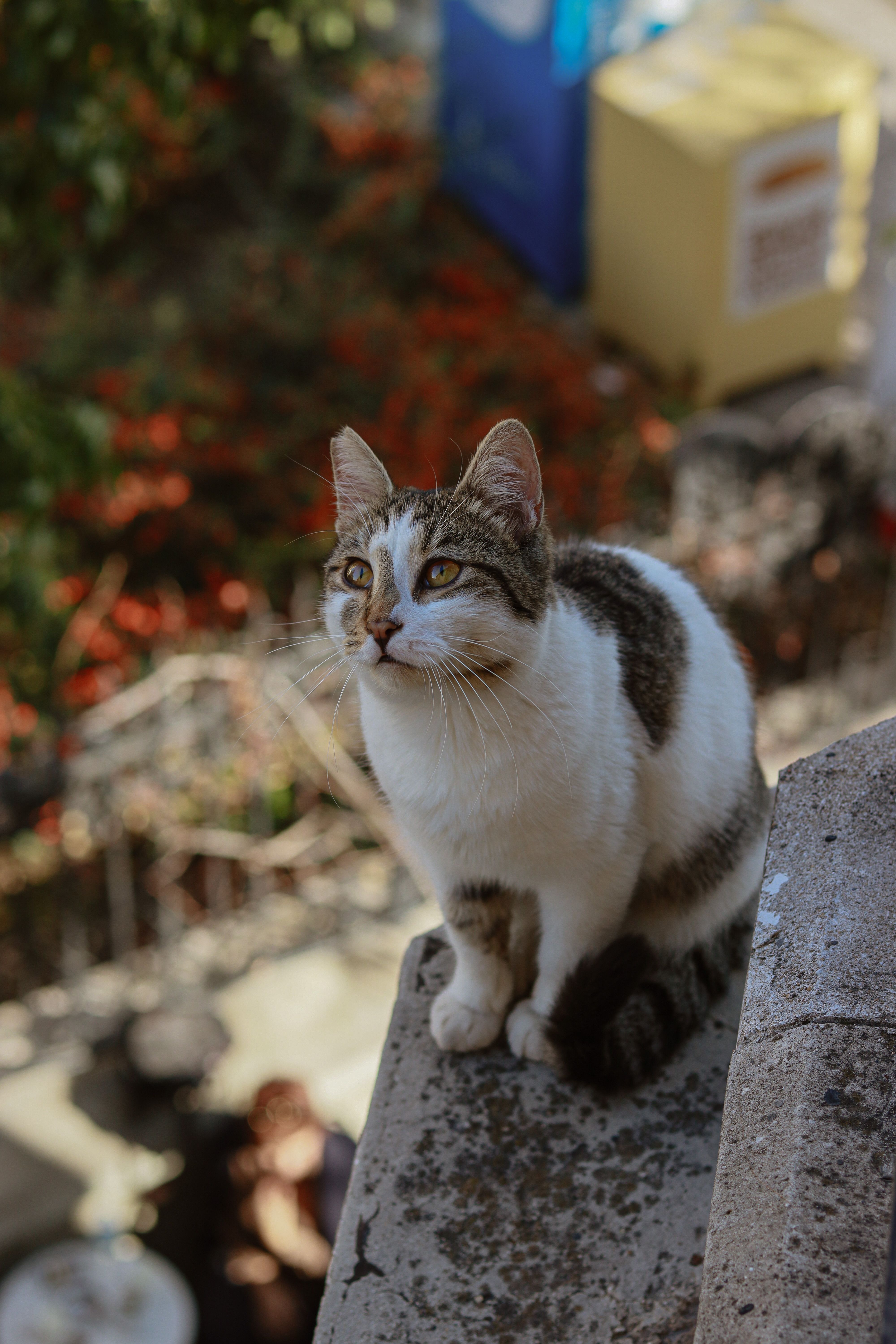 Photo of a Cat · Free Stock Photo
