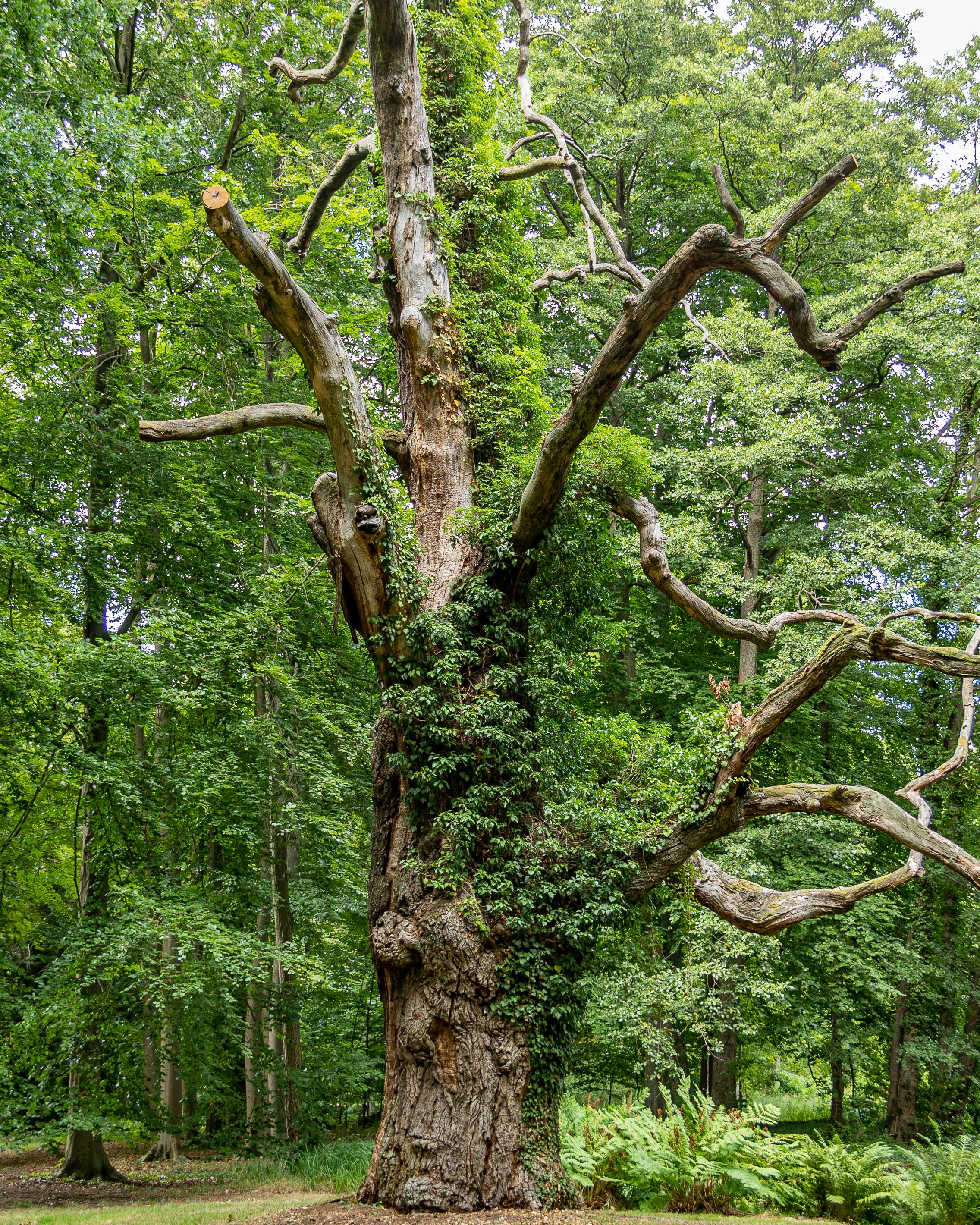 Huge Old Oak Tree in a Forest, Ludwigslust, Germany · Free Stock Photo