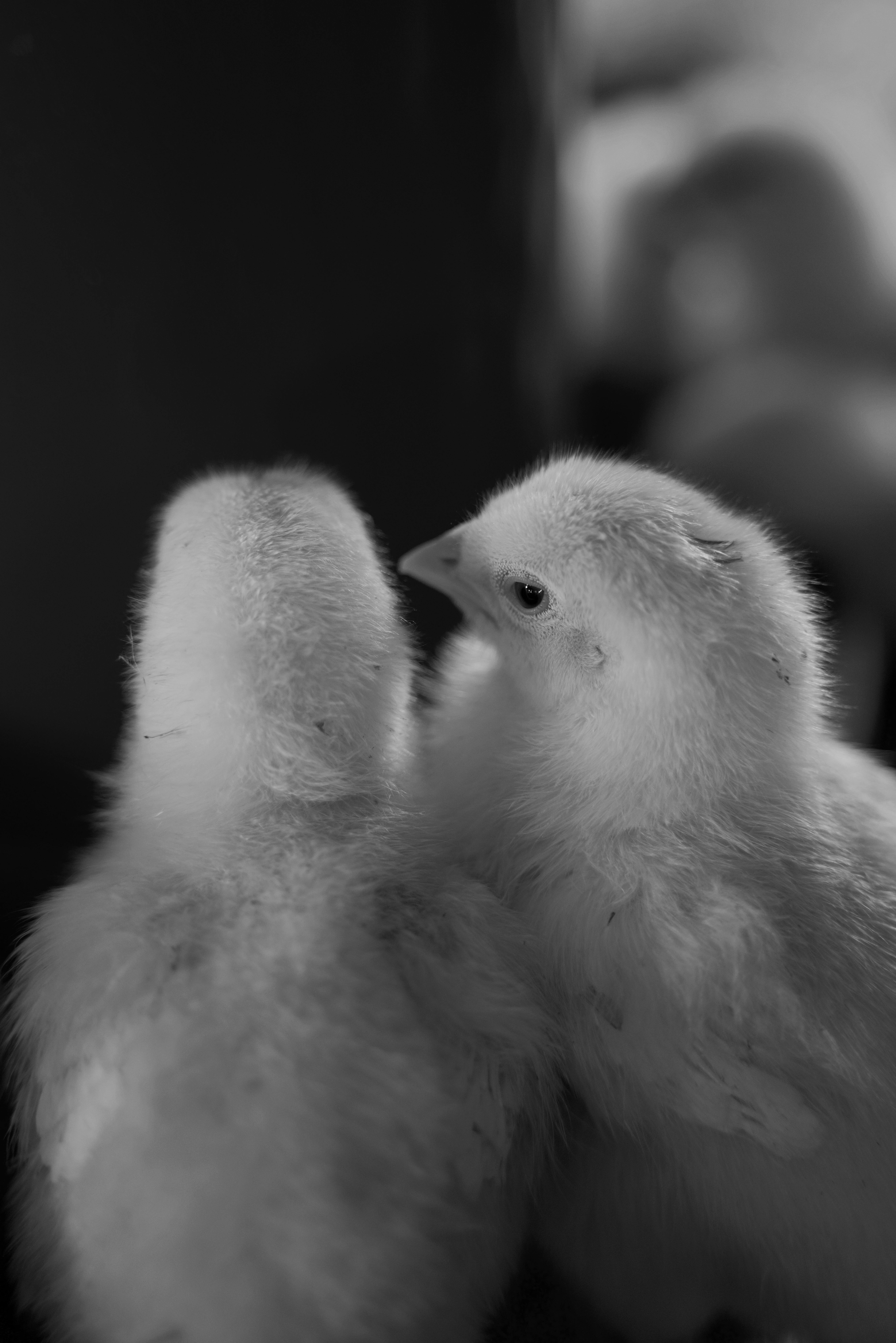 Grayscale Photo of Small Chicks · Free Stock Photo