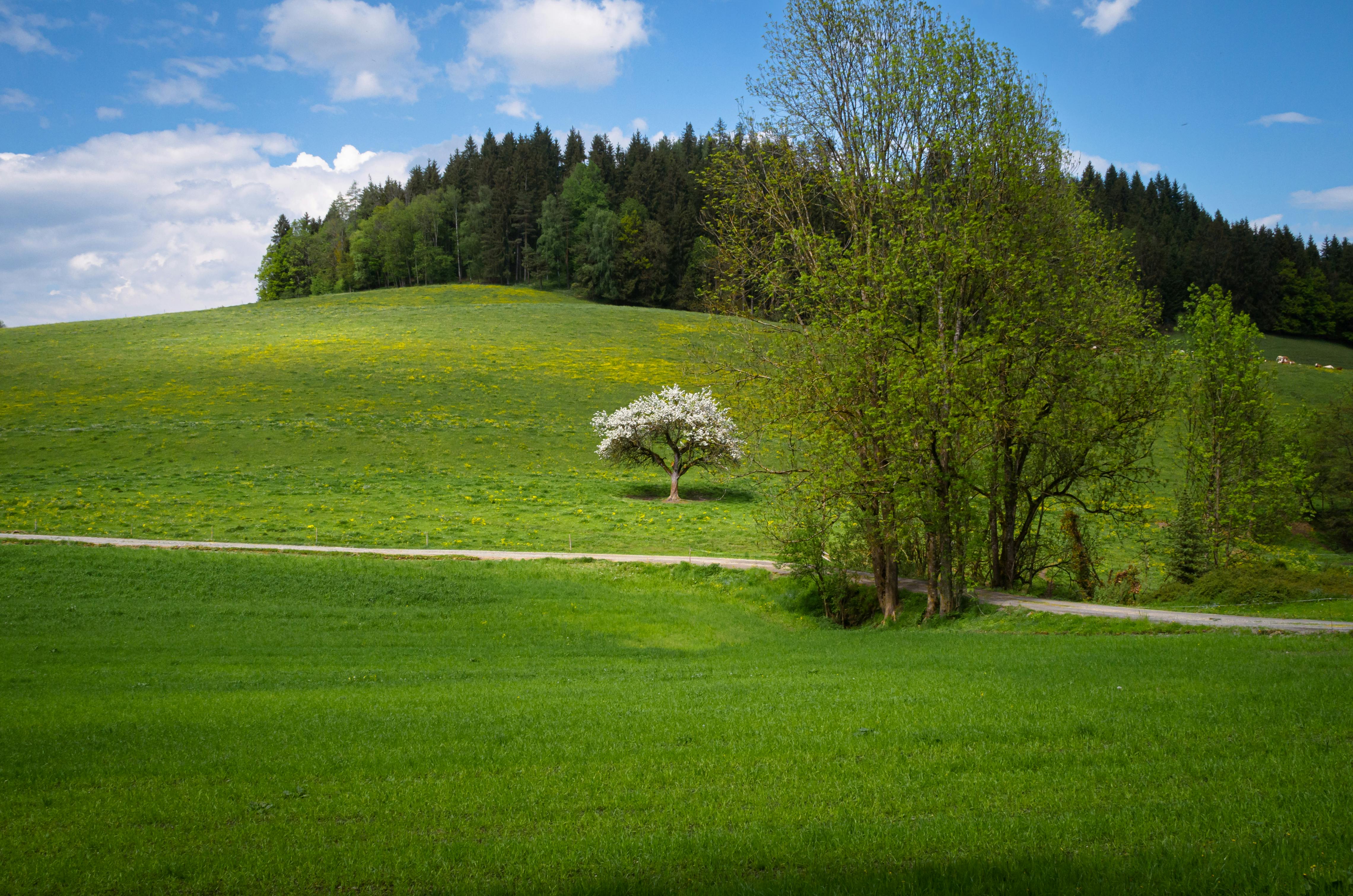 Pathway Between Green Grass Field with Trees · Free Stock Photo