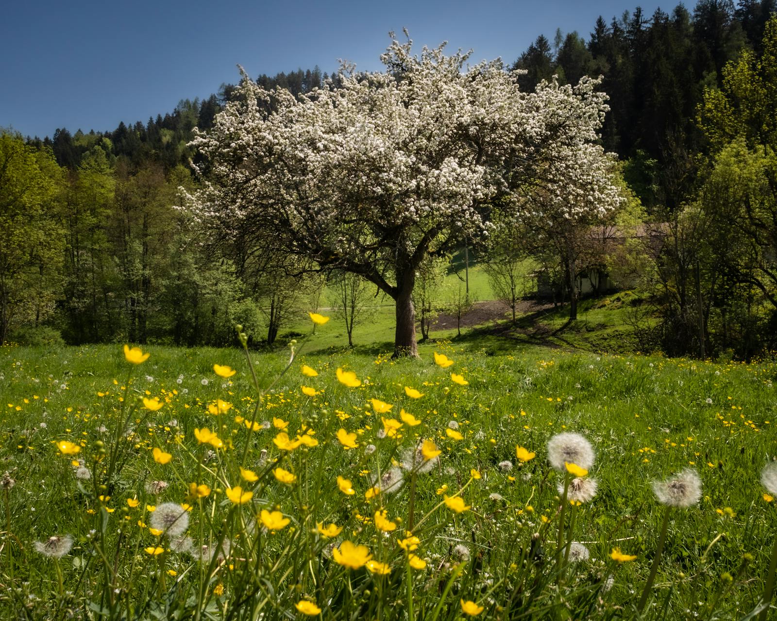 Field Of Dandelions Photos, Download The BEST Free Field Of Dandelions ...
