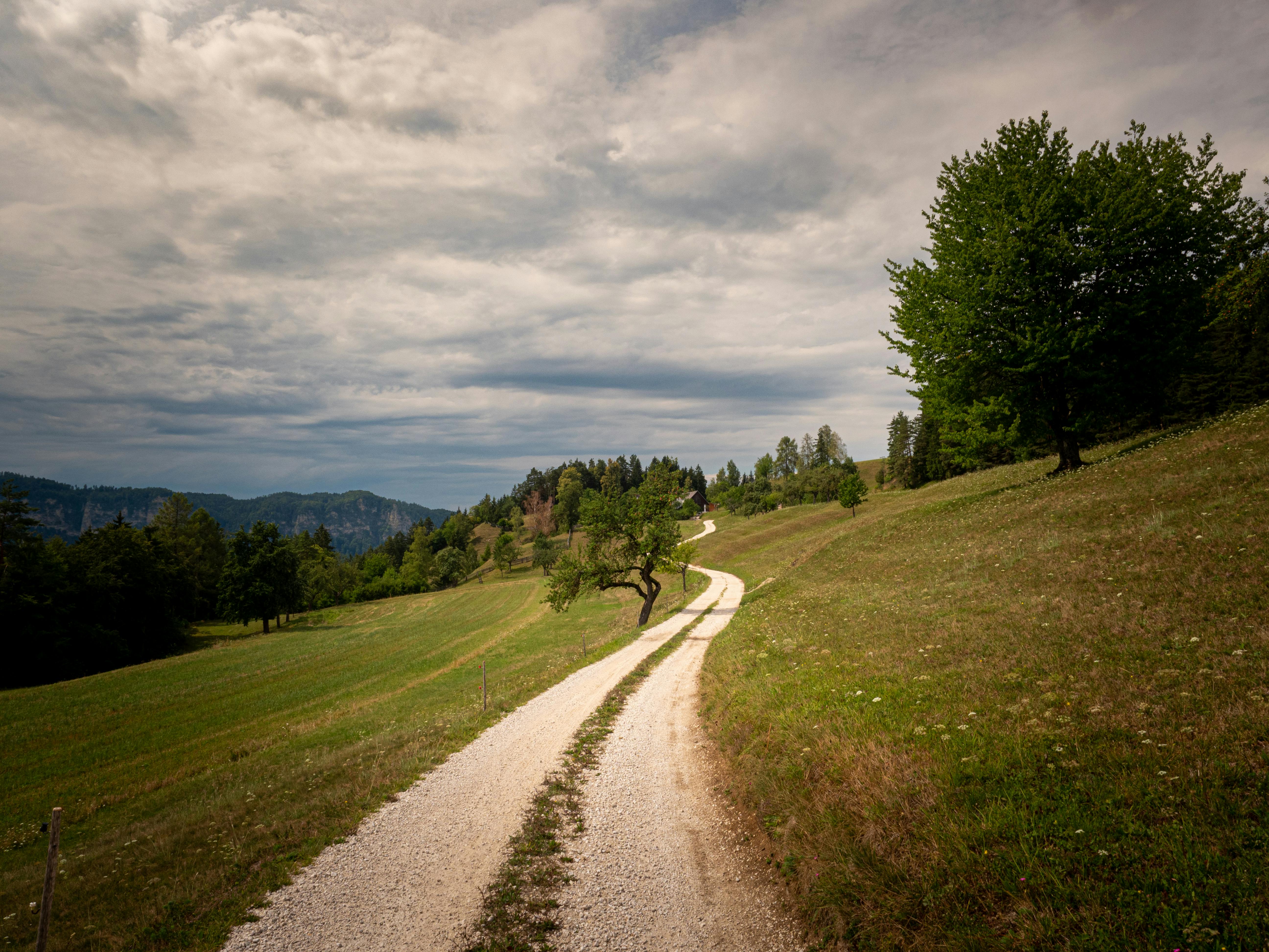 Path on Hill Between Trees · Free Stock Photo