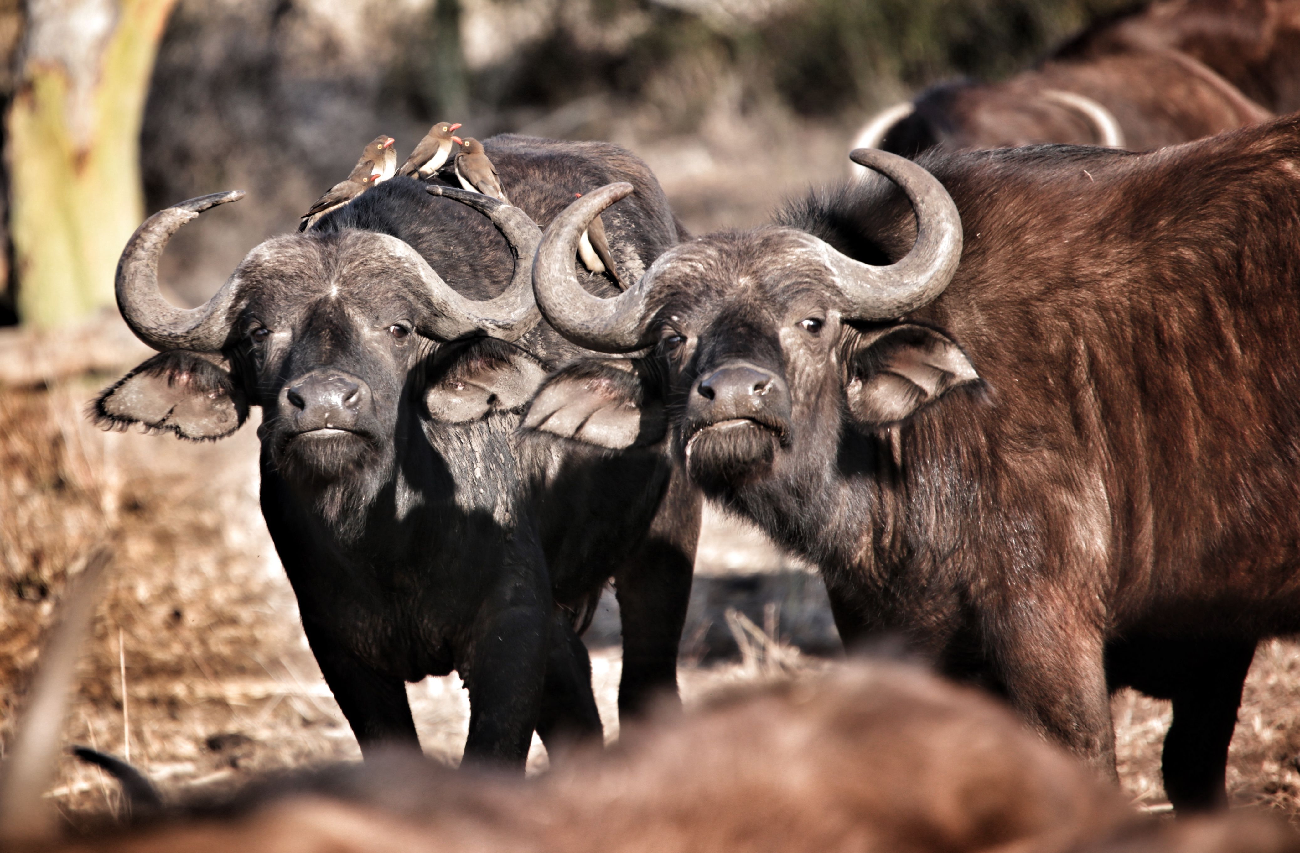 Close-Up Photography of Buffalo · Free Stock Photo