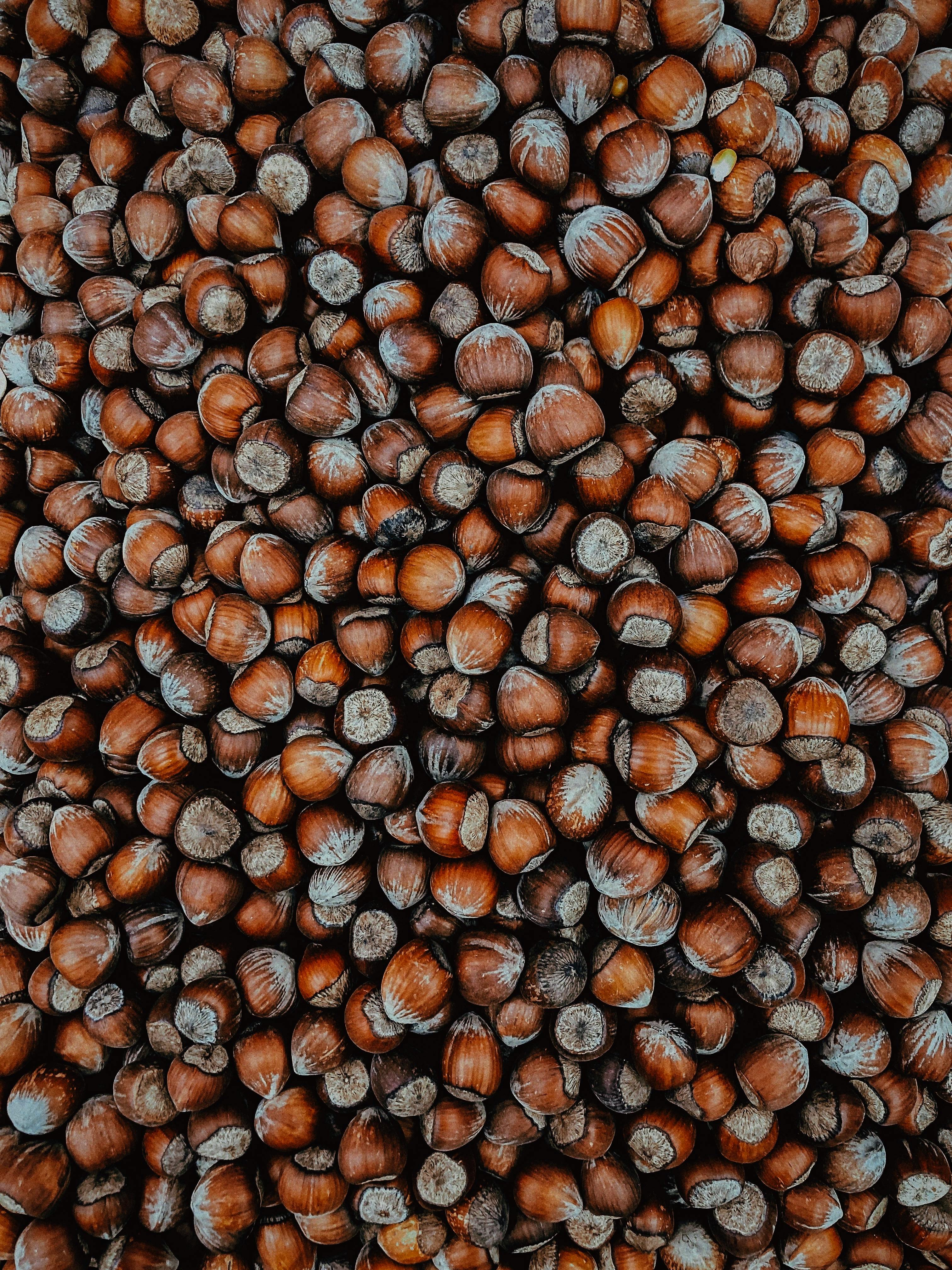 A Bunch of Hazelnuts · Free Stock Photo
