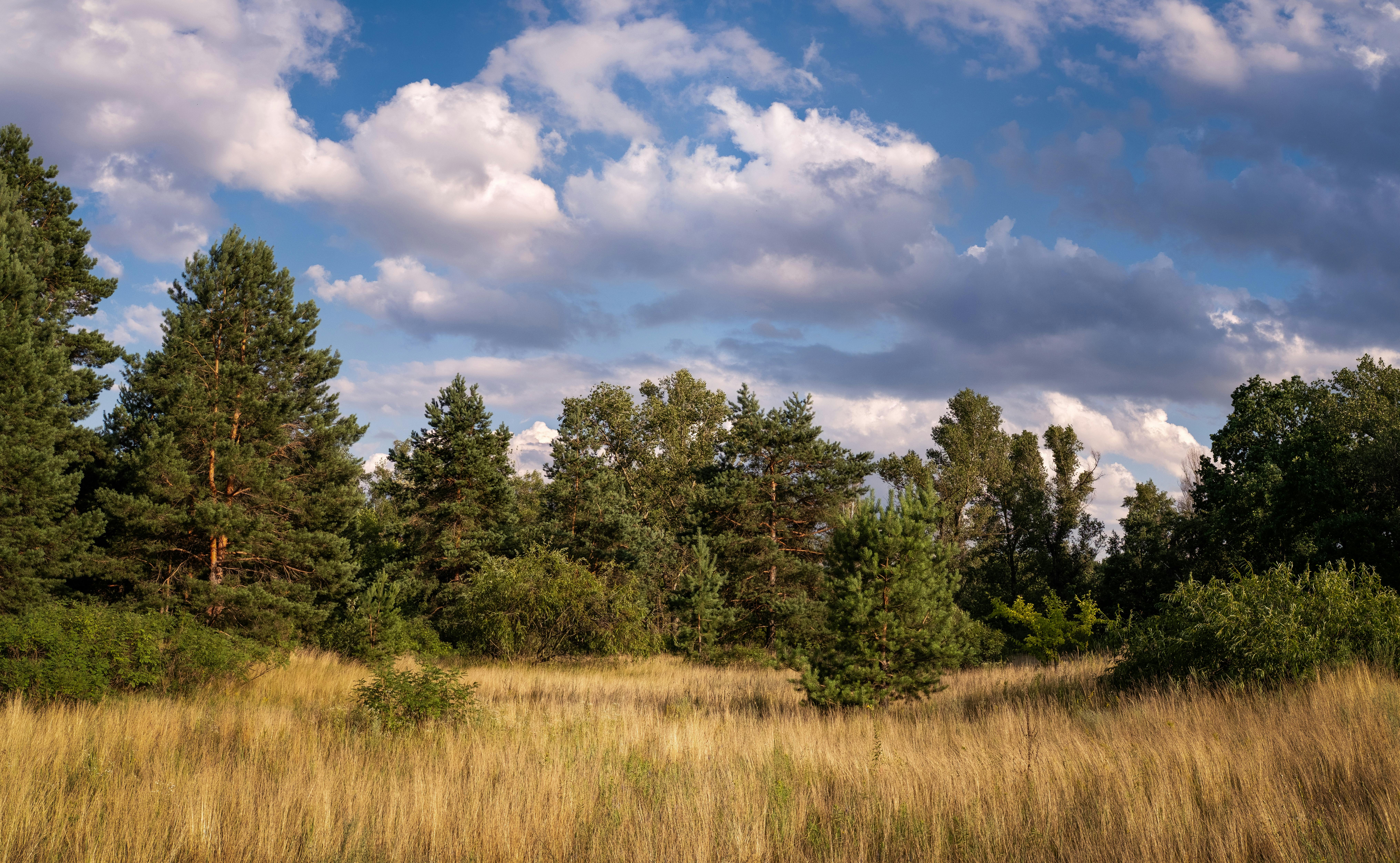 Photo of Trees in the Field · Free Stock Photo