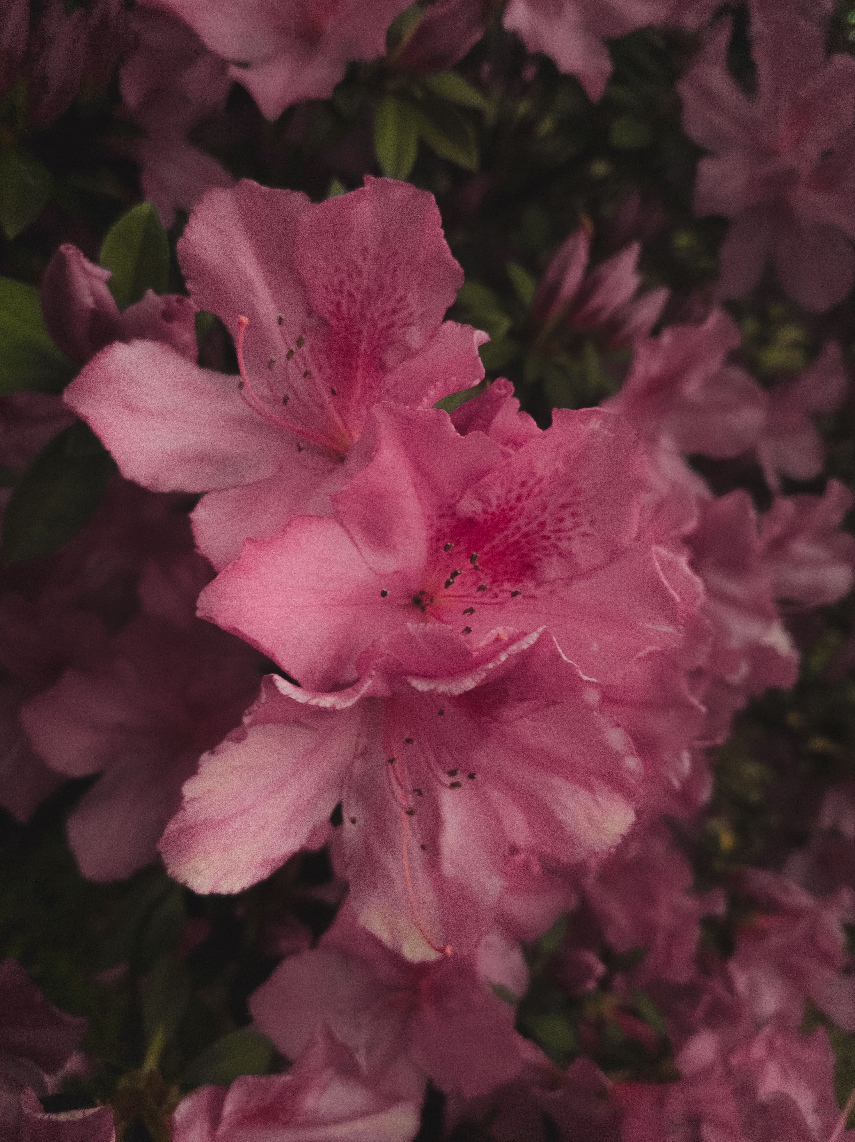 Photograph of Red Azalea Flowers in Bloom · Free Stock Photo