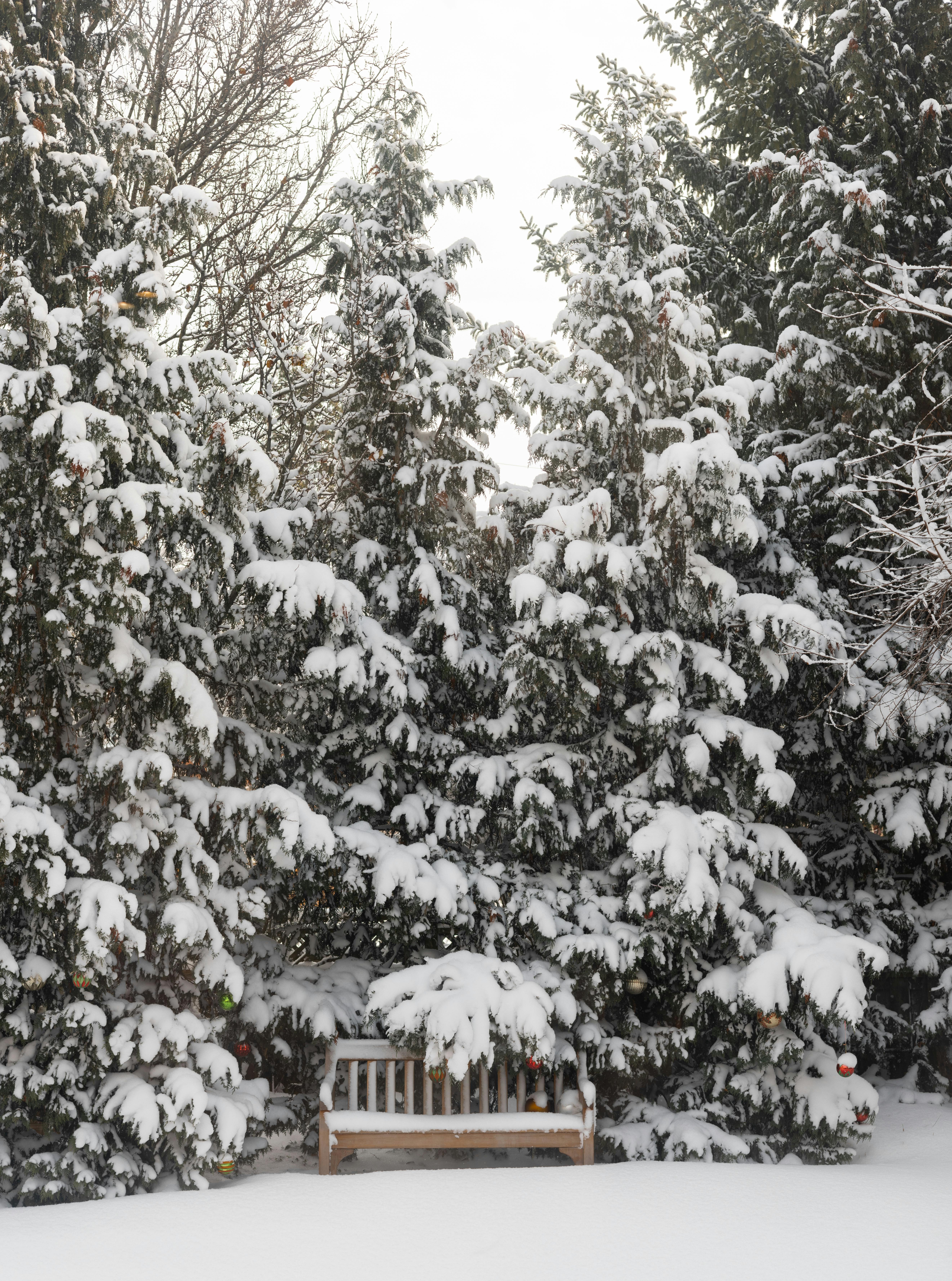 Conifer Trees Covered in Snow · Free Stock Photo
