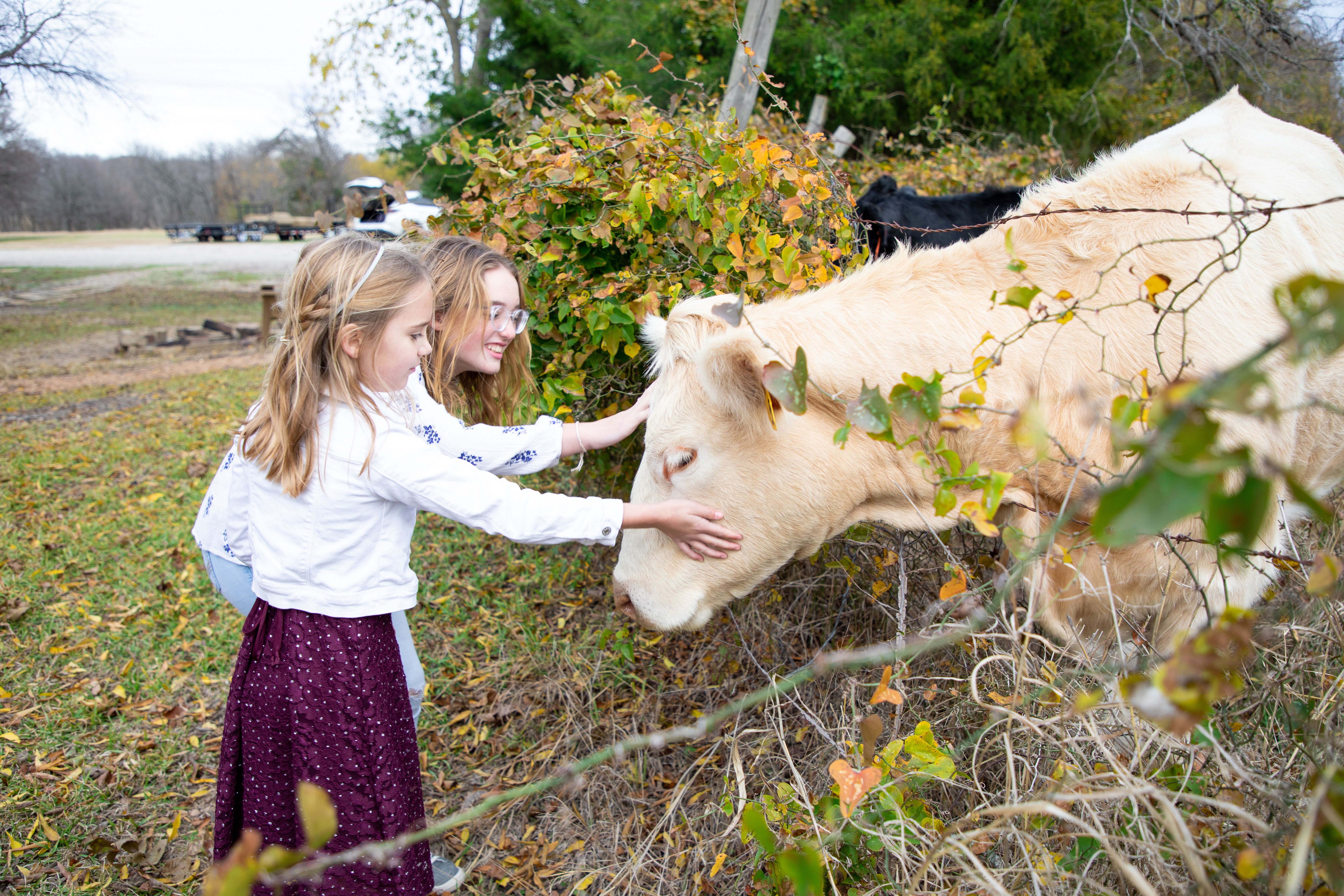 Girls with a Cow on a Farm · Free Stock Photo