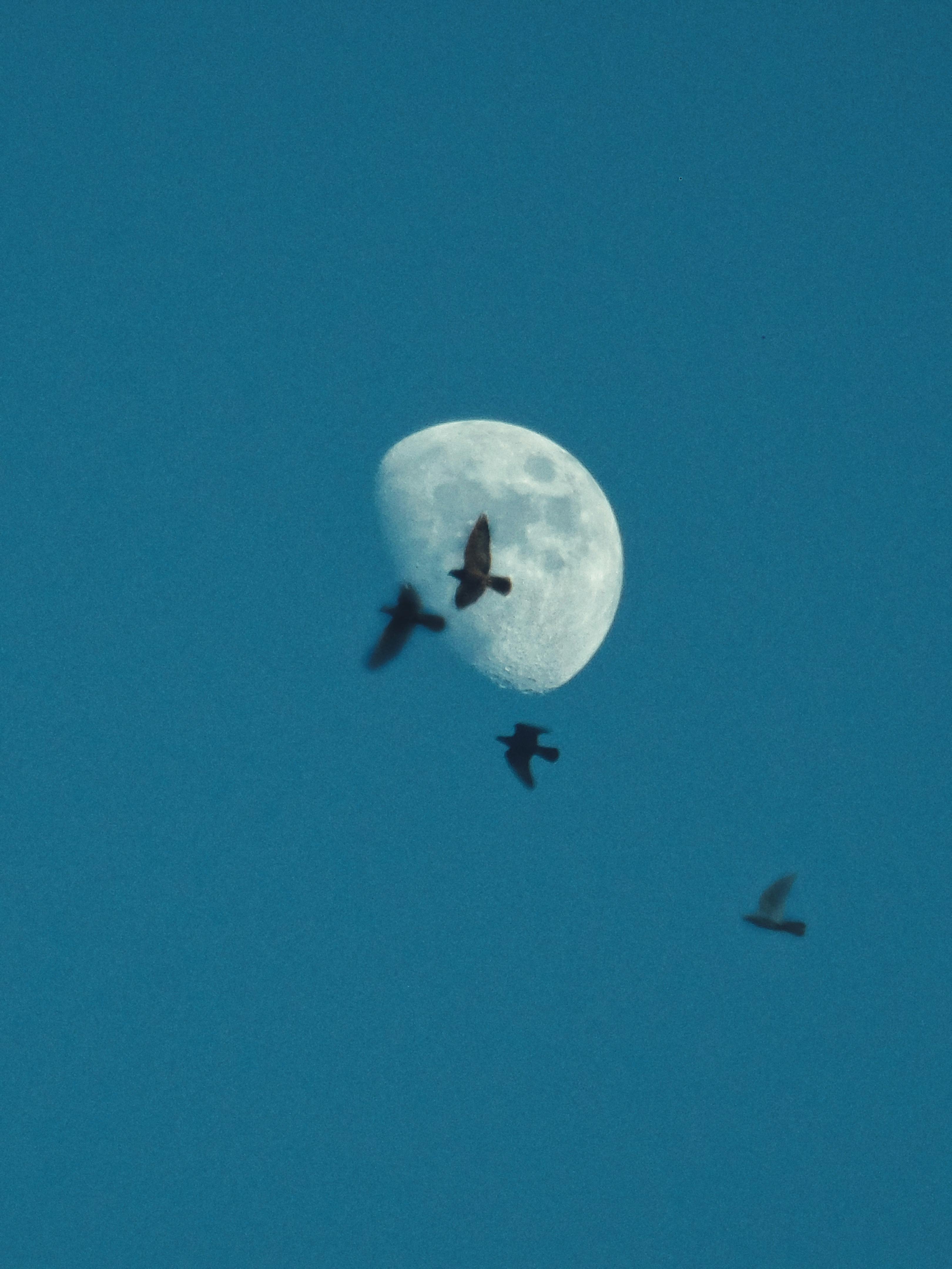 Moon behind Flying Birds · Free Stock Photo