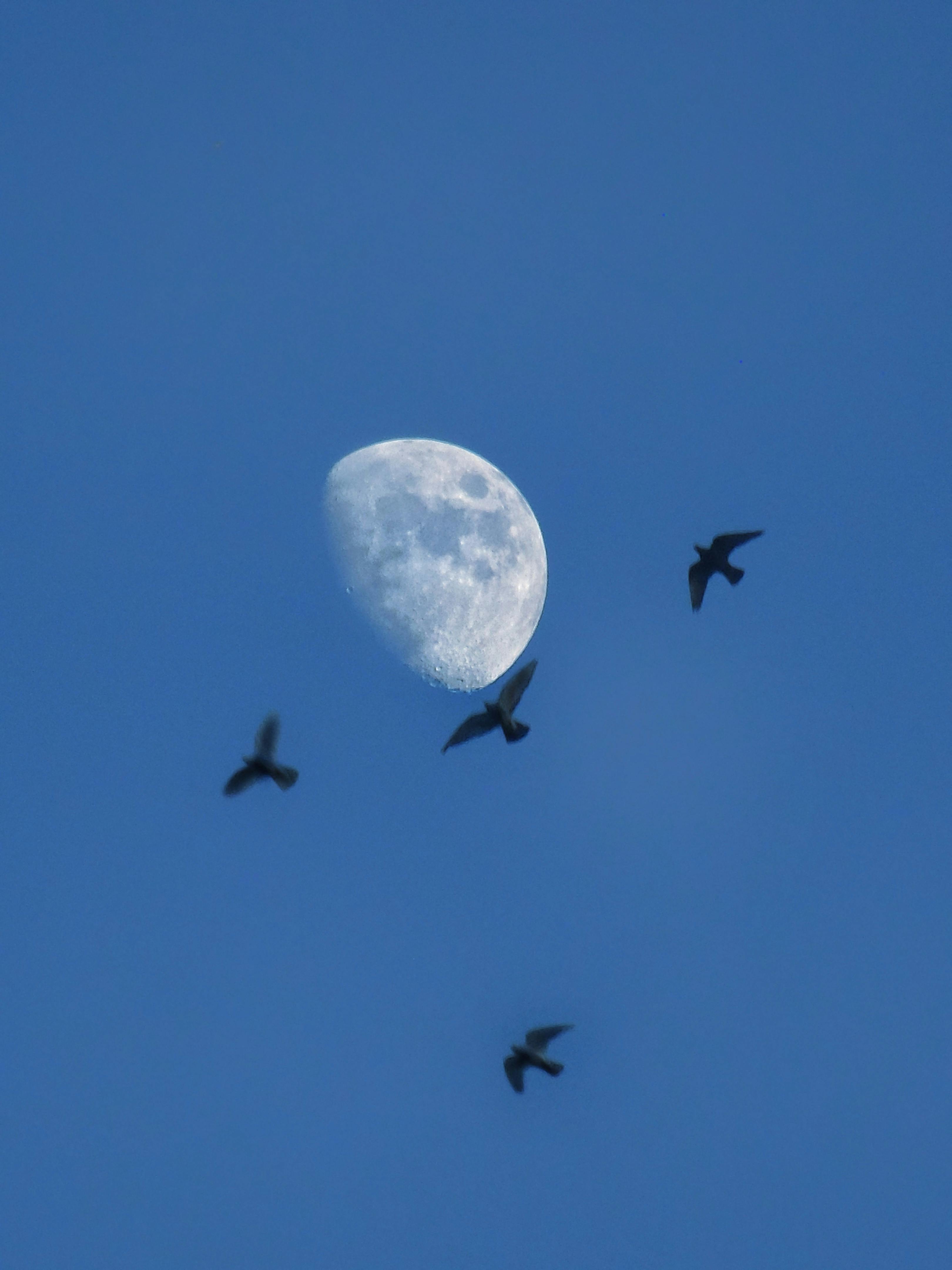 Low Angle Photo of Bird Flying during Night · Free Stock Photo
