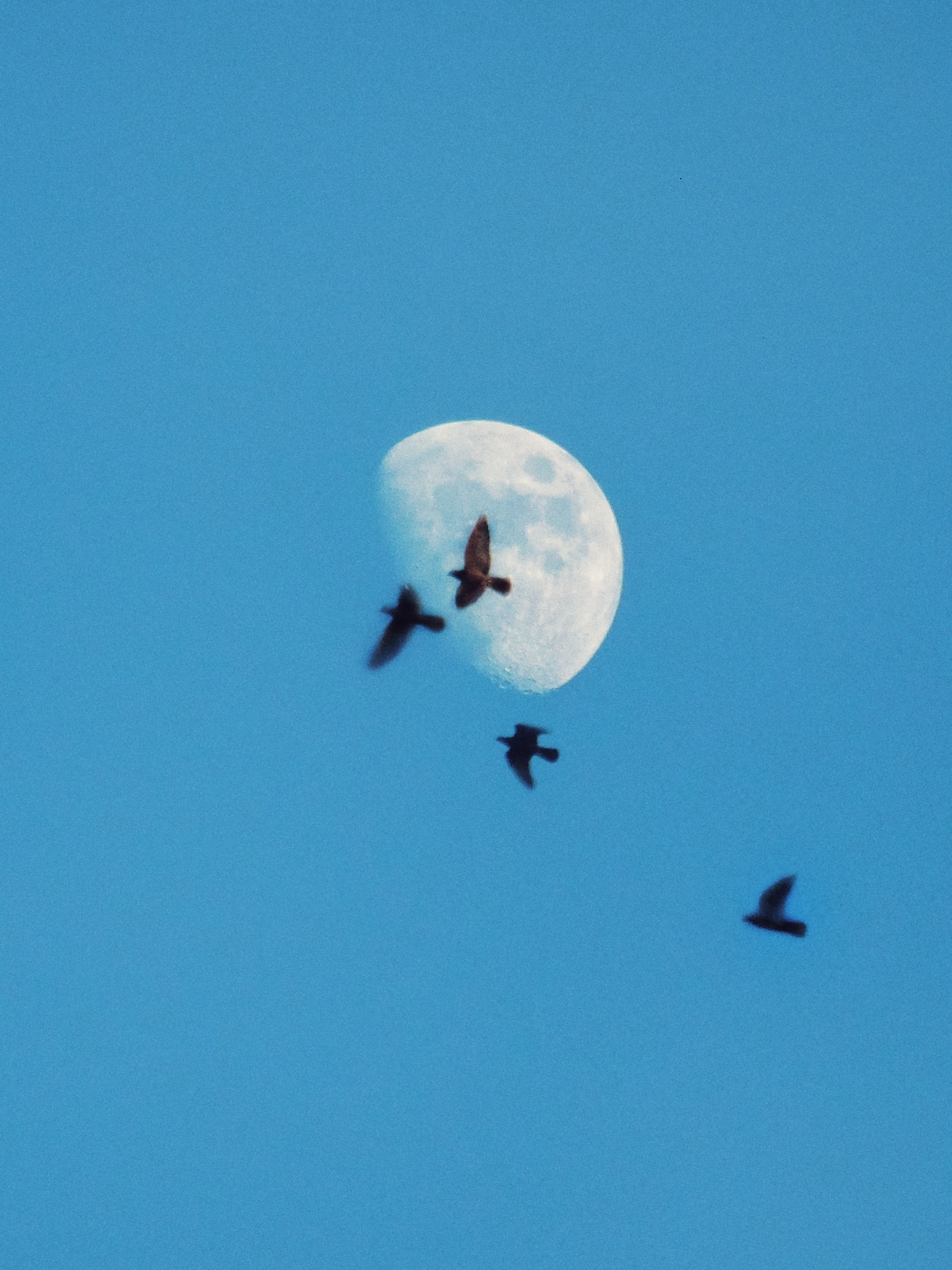 Birds Flying under Moon on Clear Sky · Free Stock Photo