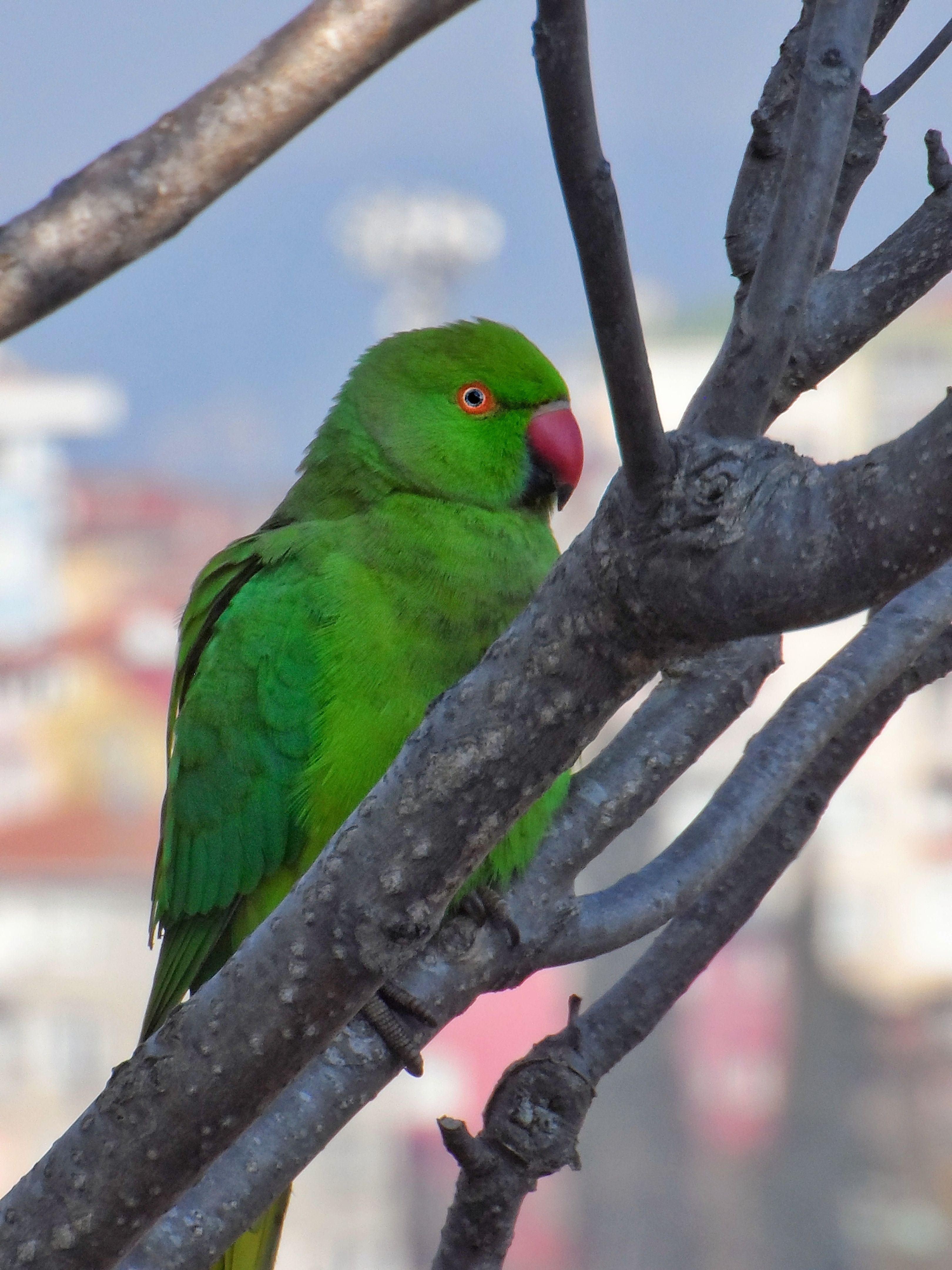 Green Bird in the Tree Trunk · Free Stock Photo