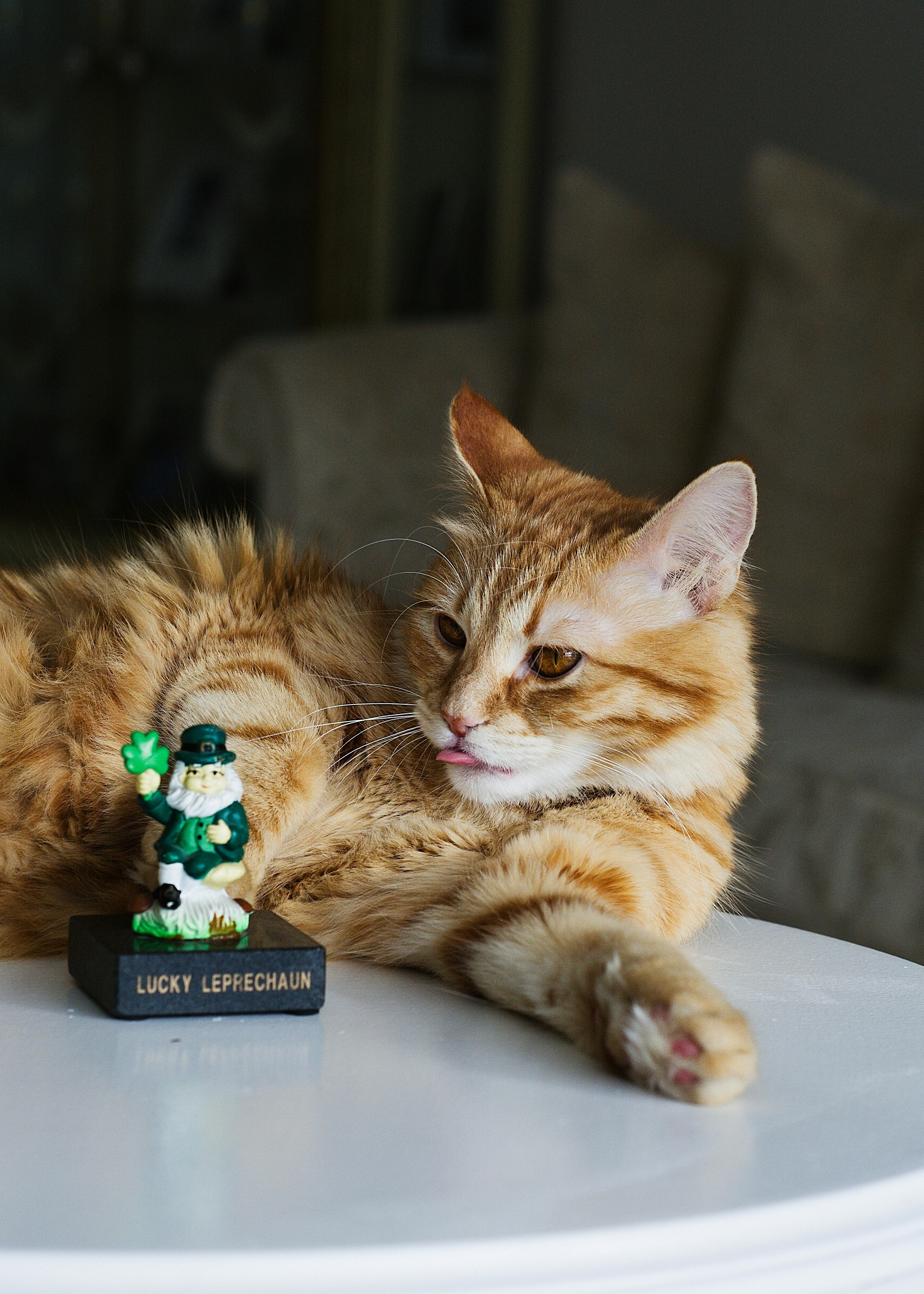 Little Cat with Irish Figurine · Free Stock Photo