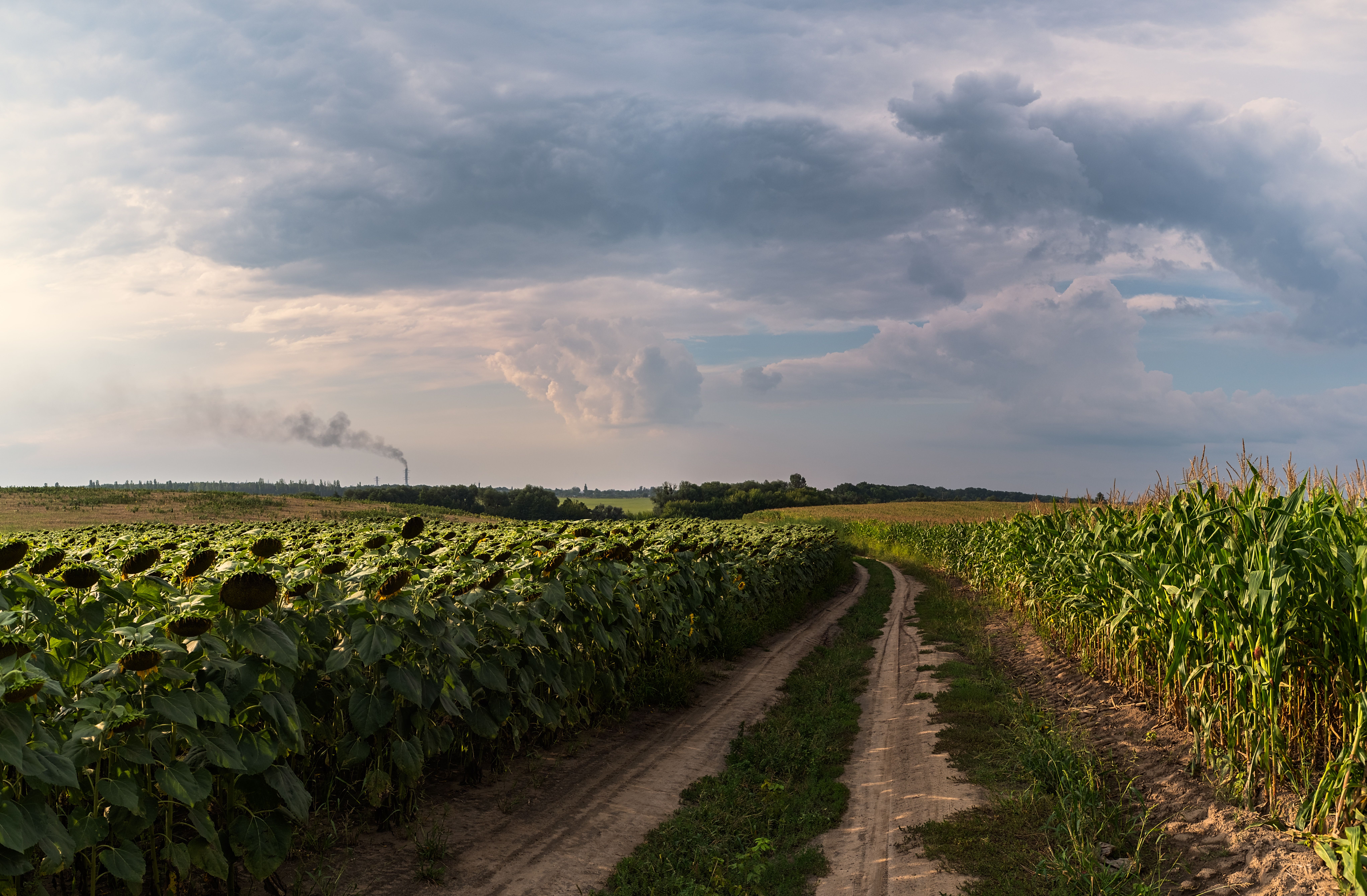 Pathway in Middle of Corn Field · Free Stock Photo