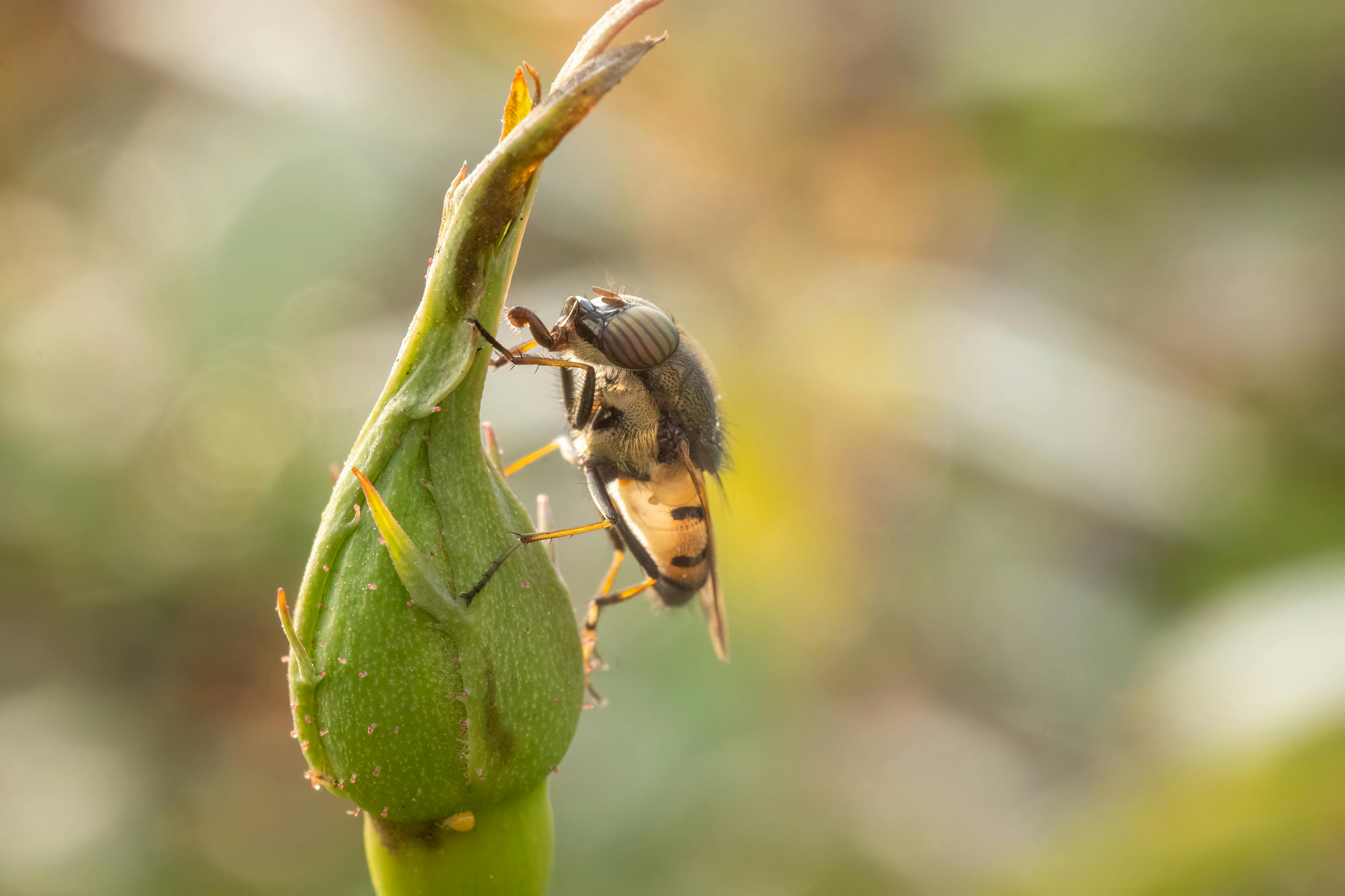 Honeybee on White Surface · Free Stock Photo