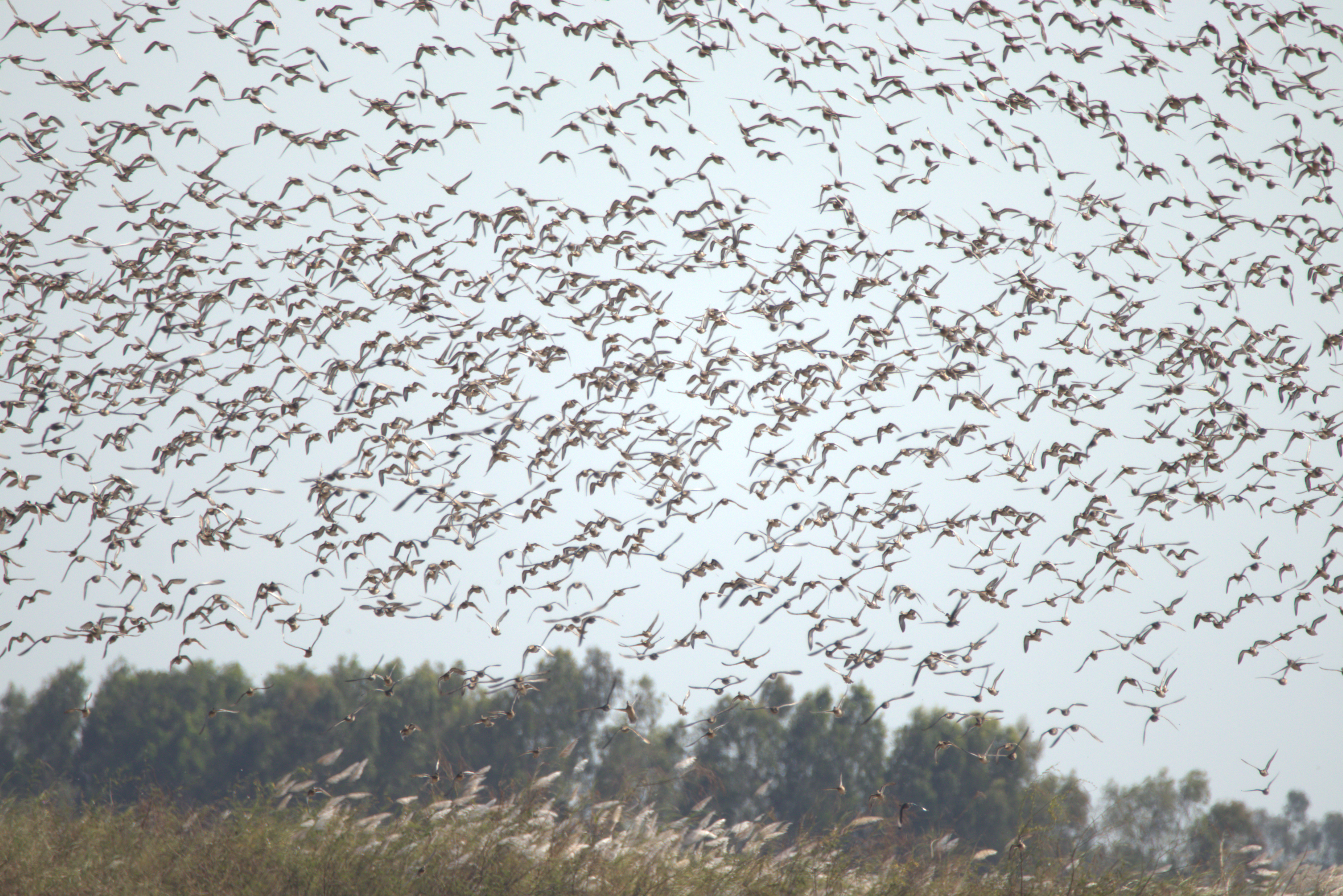 Photograph of a Flock of Birds Flying · Free Stock Photo