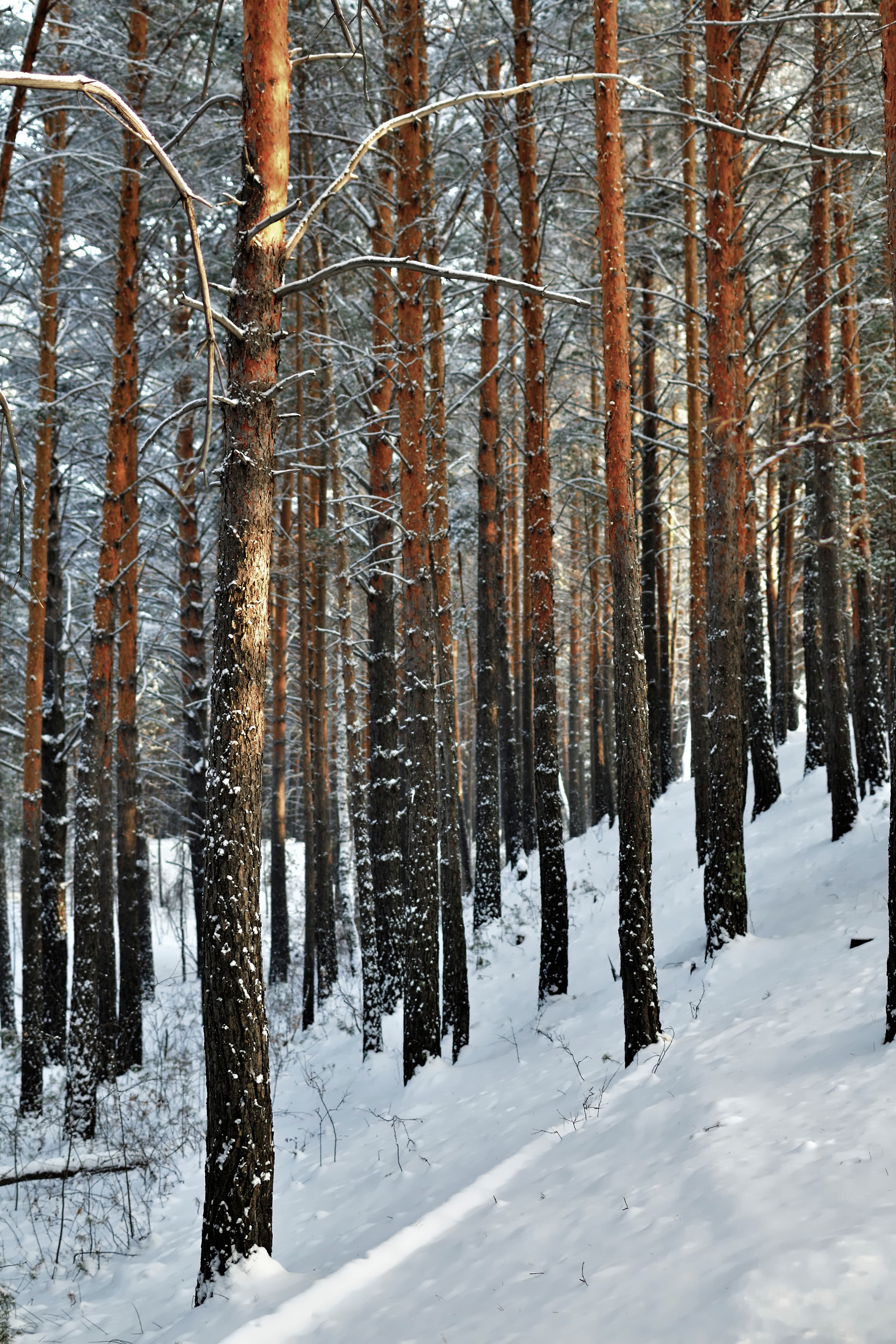 A Road in the Forest Covered in Snow · Free Stock Photo
