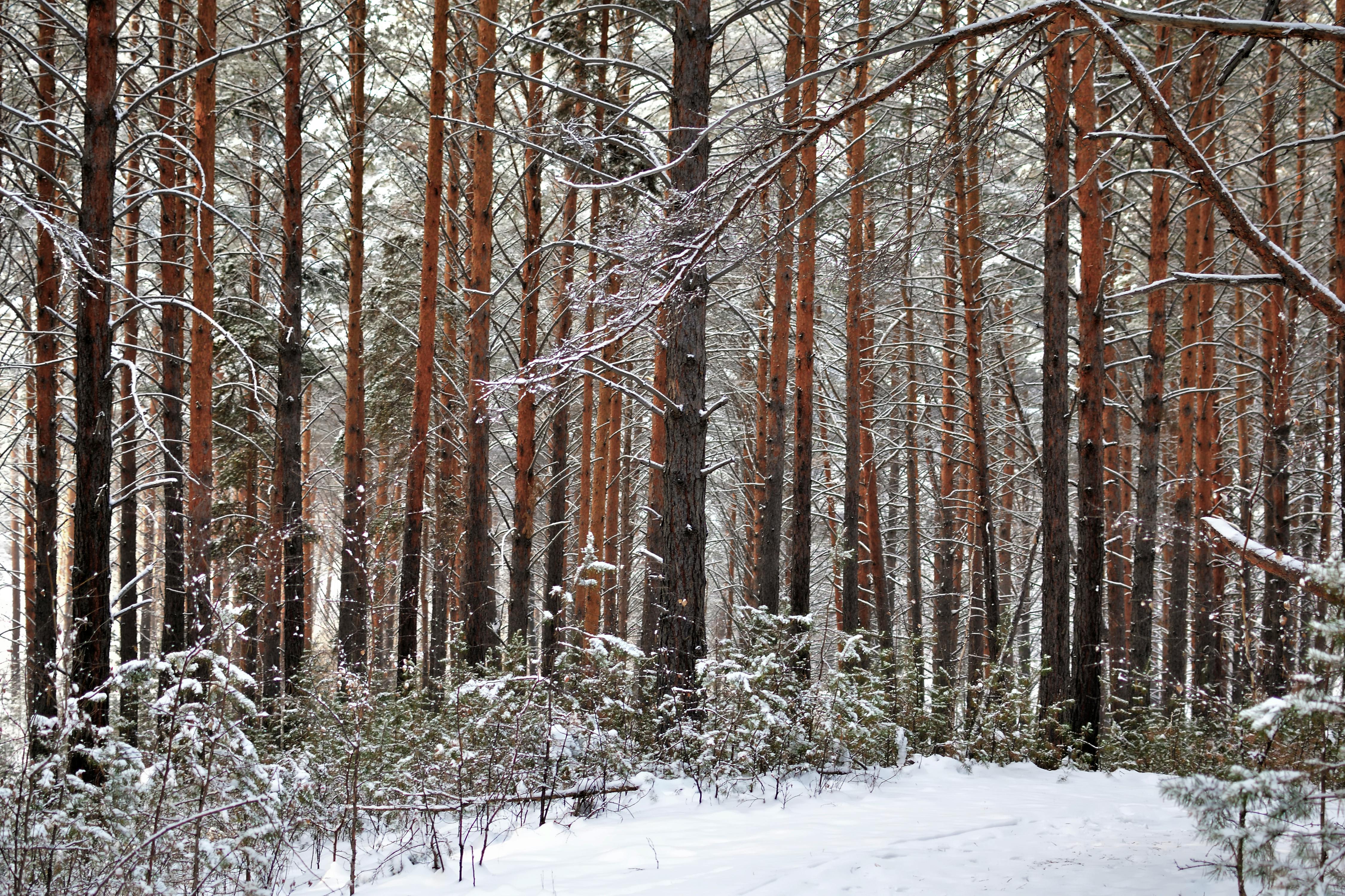 Photo of Trees in the Woods During Winter · Free Stock Photo