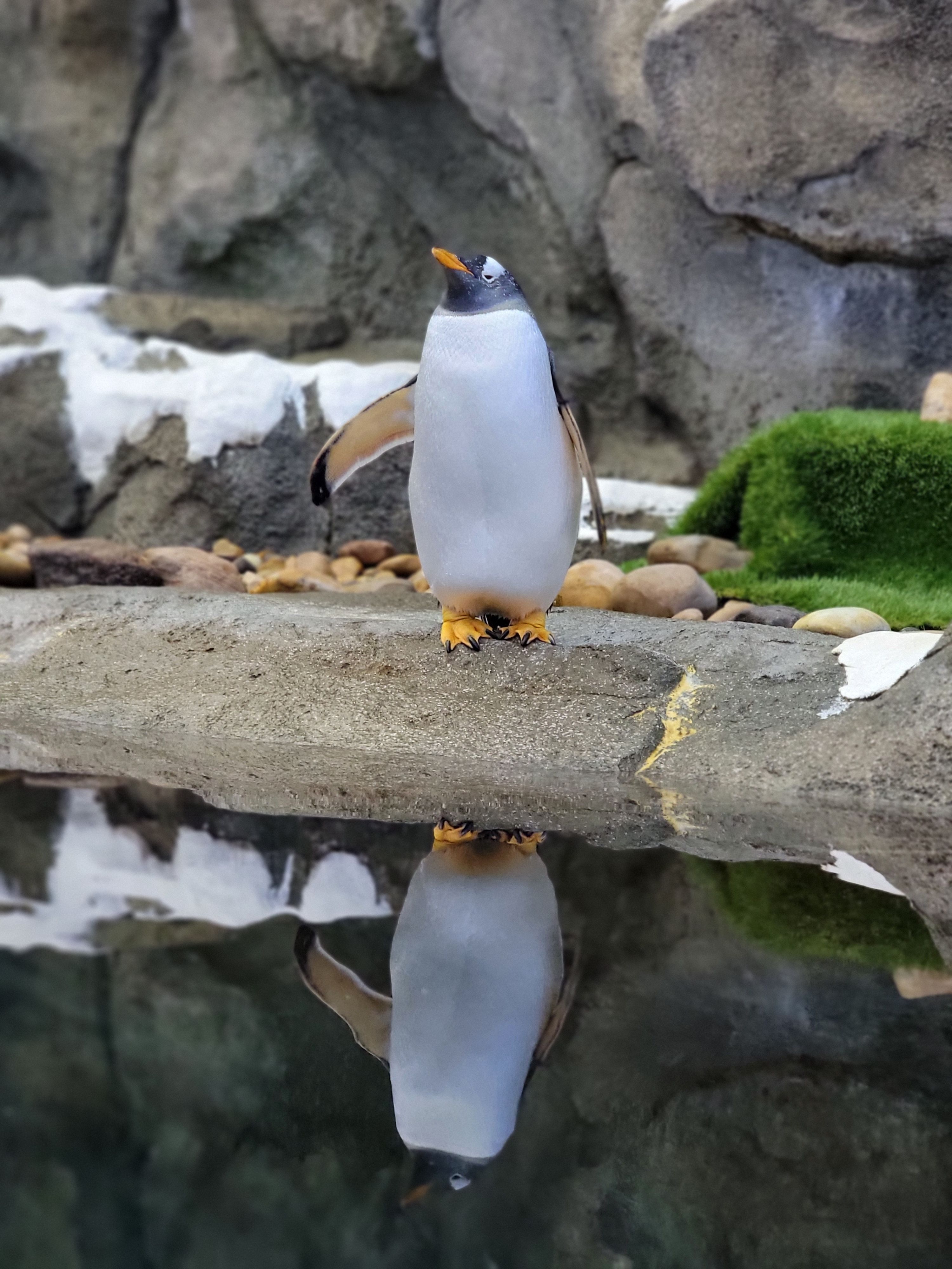 Penguin Aesthetic Photos, Download Free Penguin Aesthetic Stock Photos ...