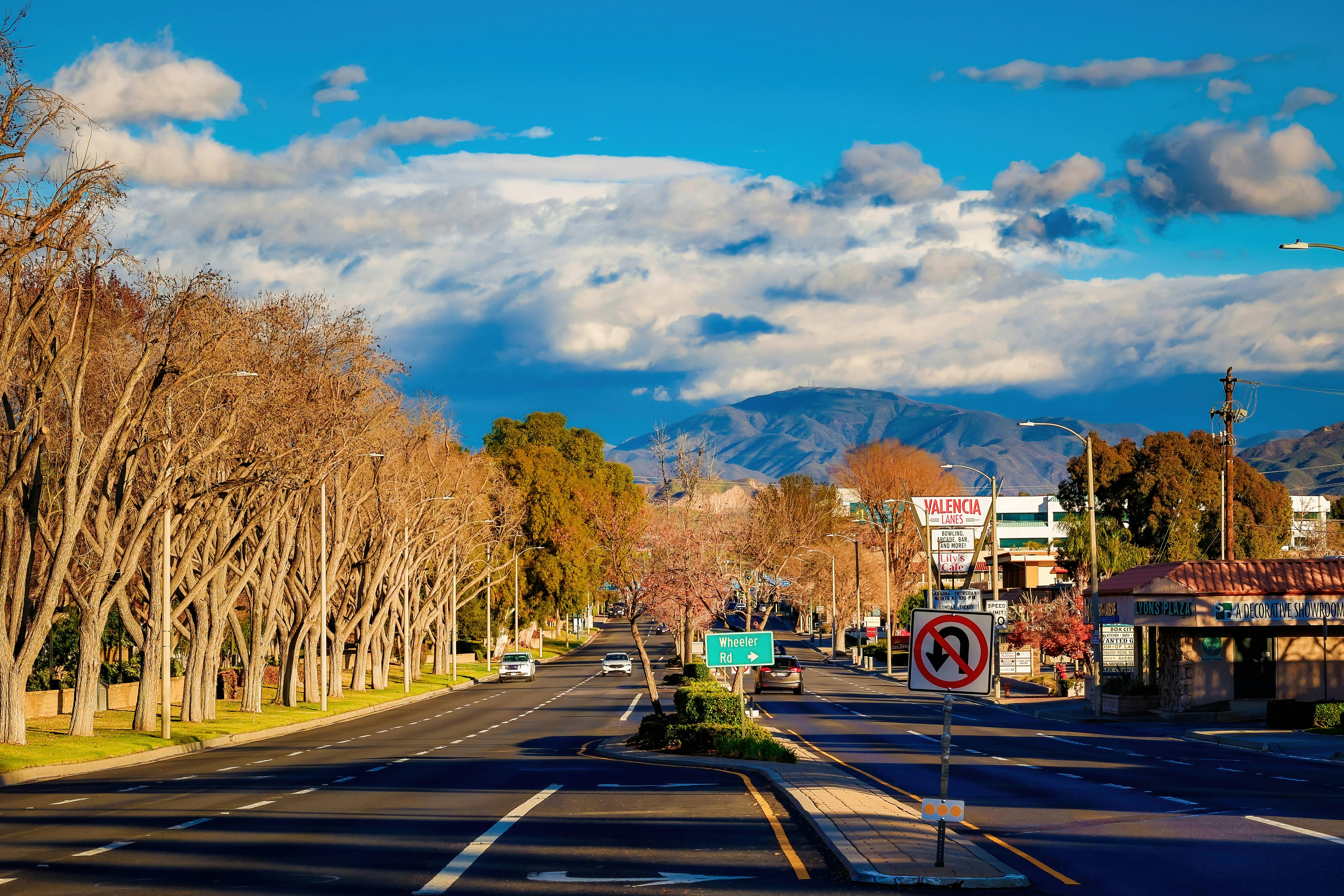 Trees By The Road · Free Stock Photo