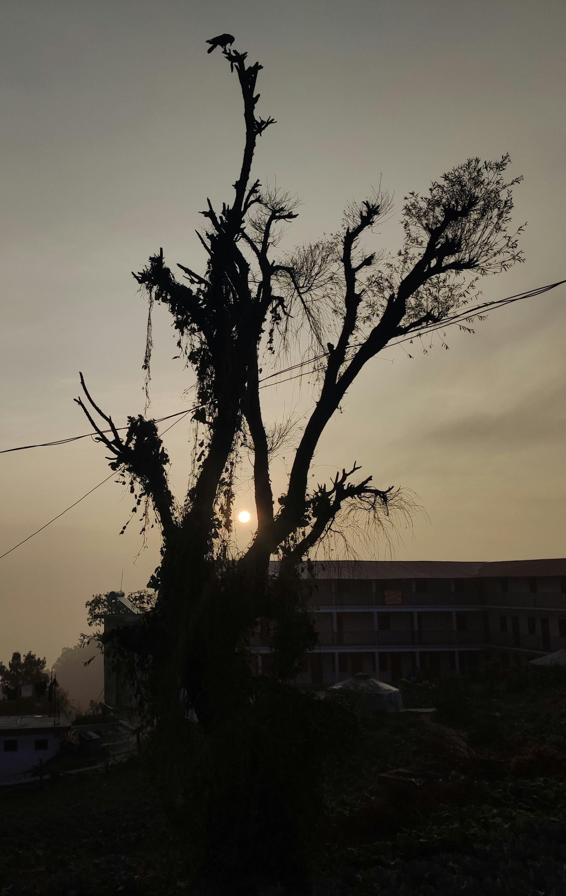 Pranish Acharya - 攝影