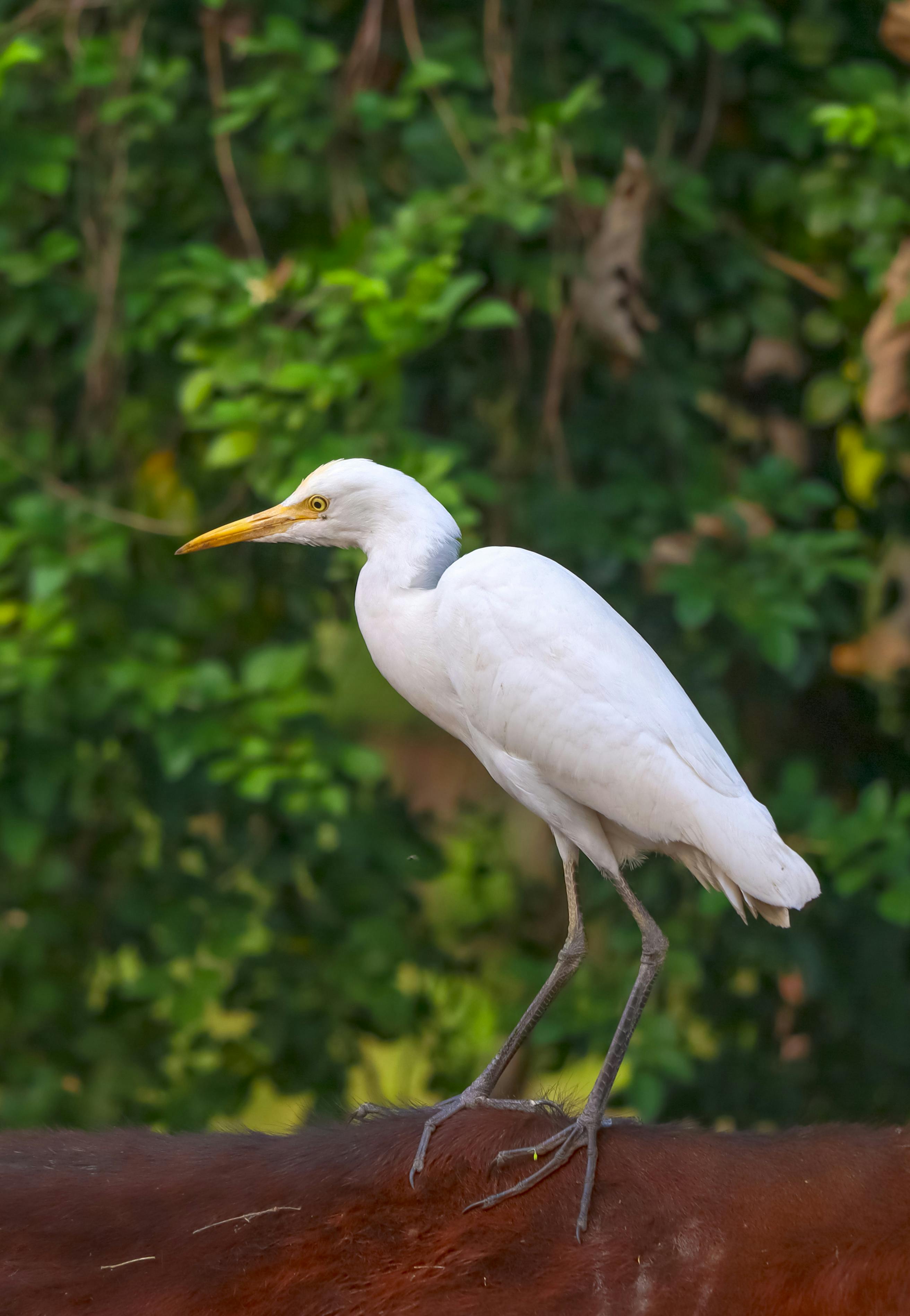 Close-Up Photo of Cattle Egret · Free Stock Photo