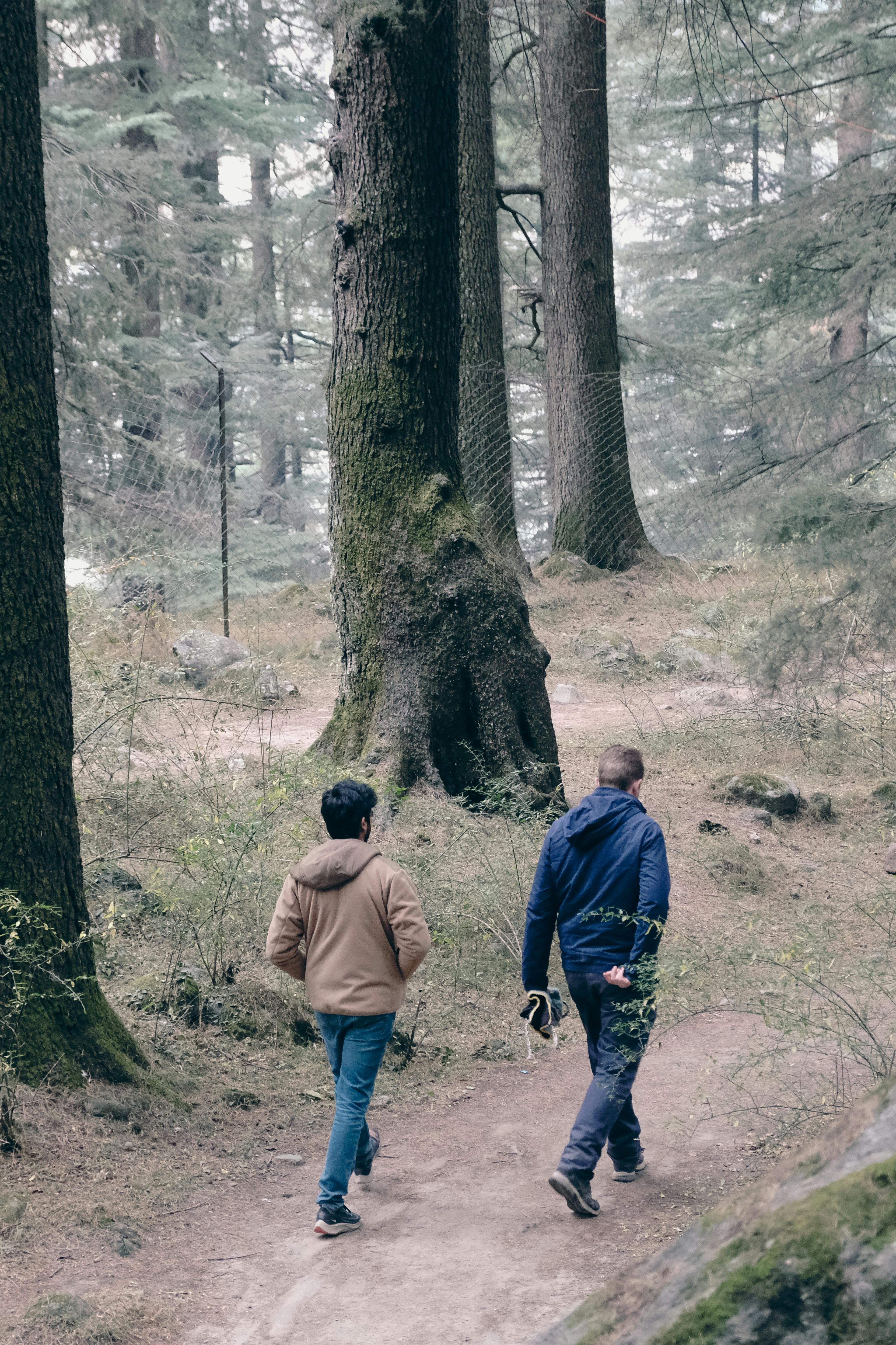 Men Trekking through the Woods · Free Stock Photo