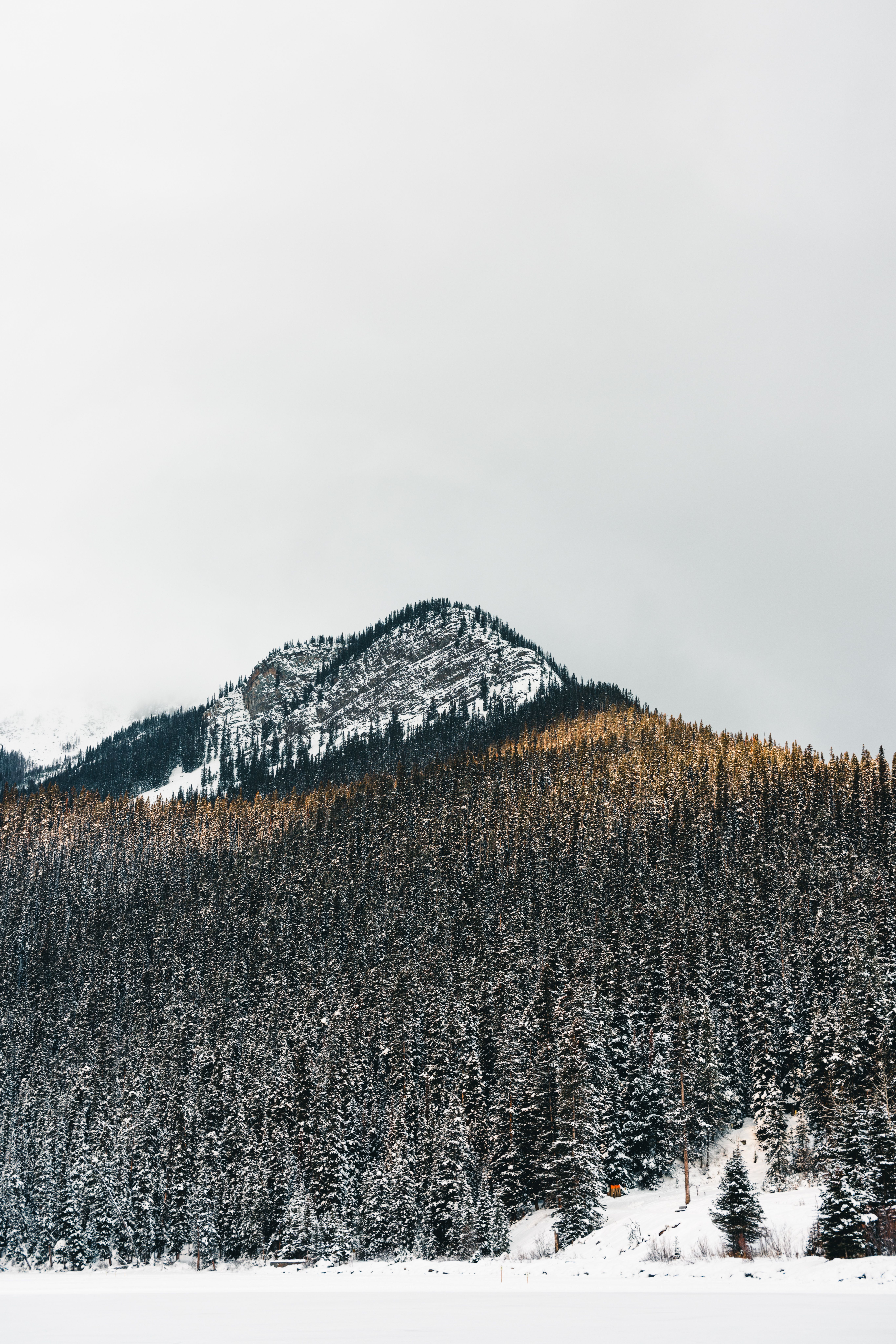A Snow Covered Mountain Filled with Trees · Free Stock Photo