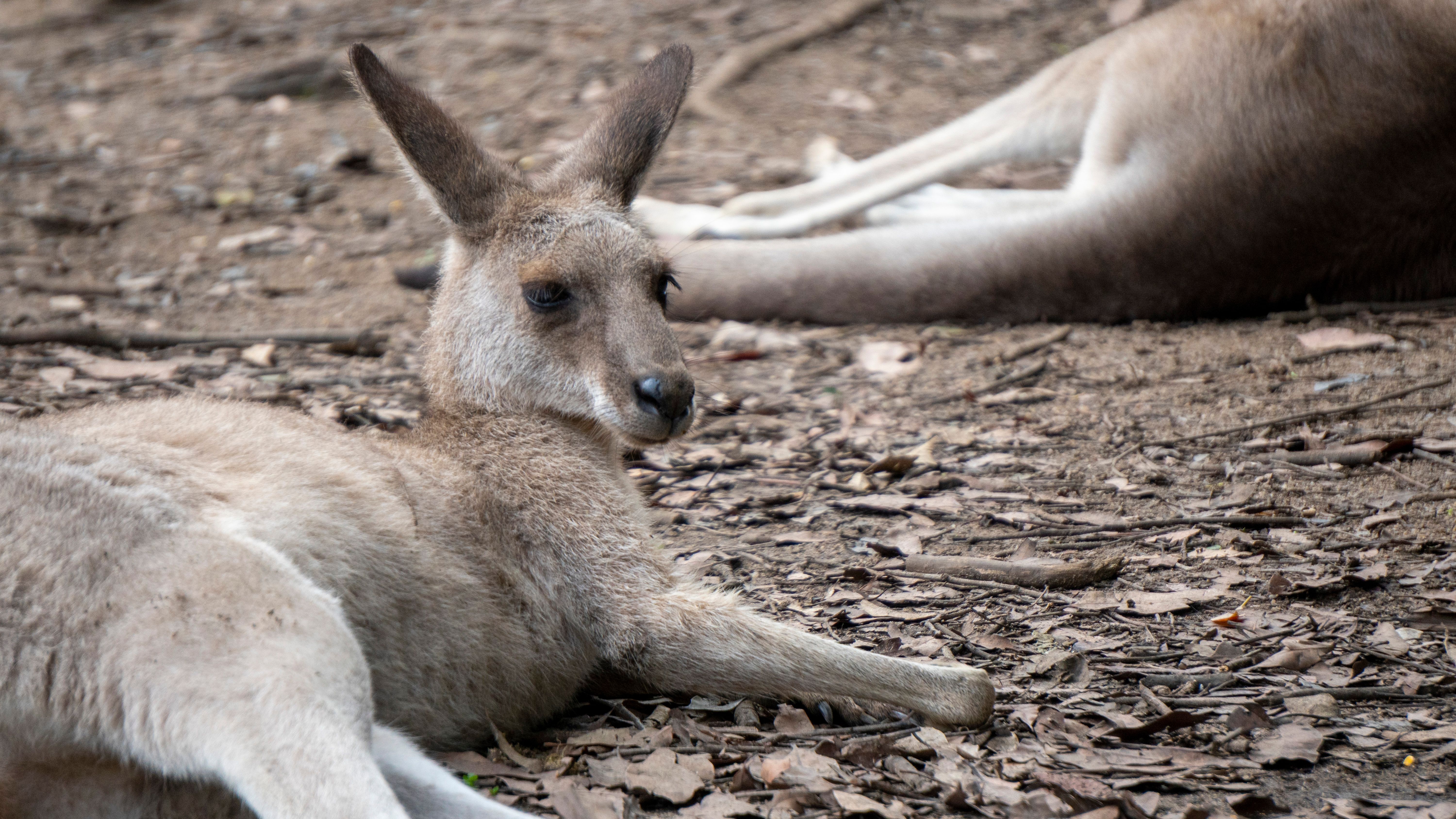 A Kangaroo on the Ground · Free Stock Photo