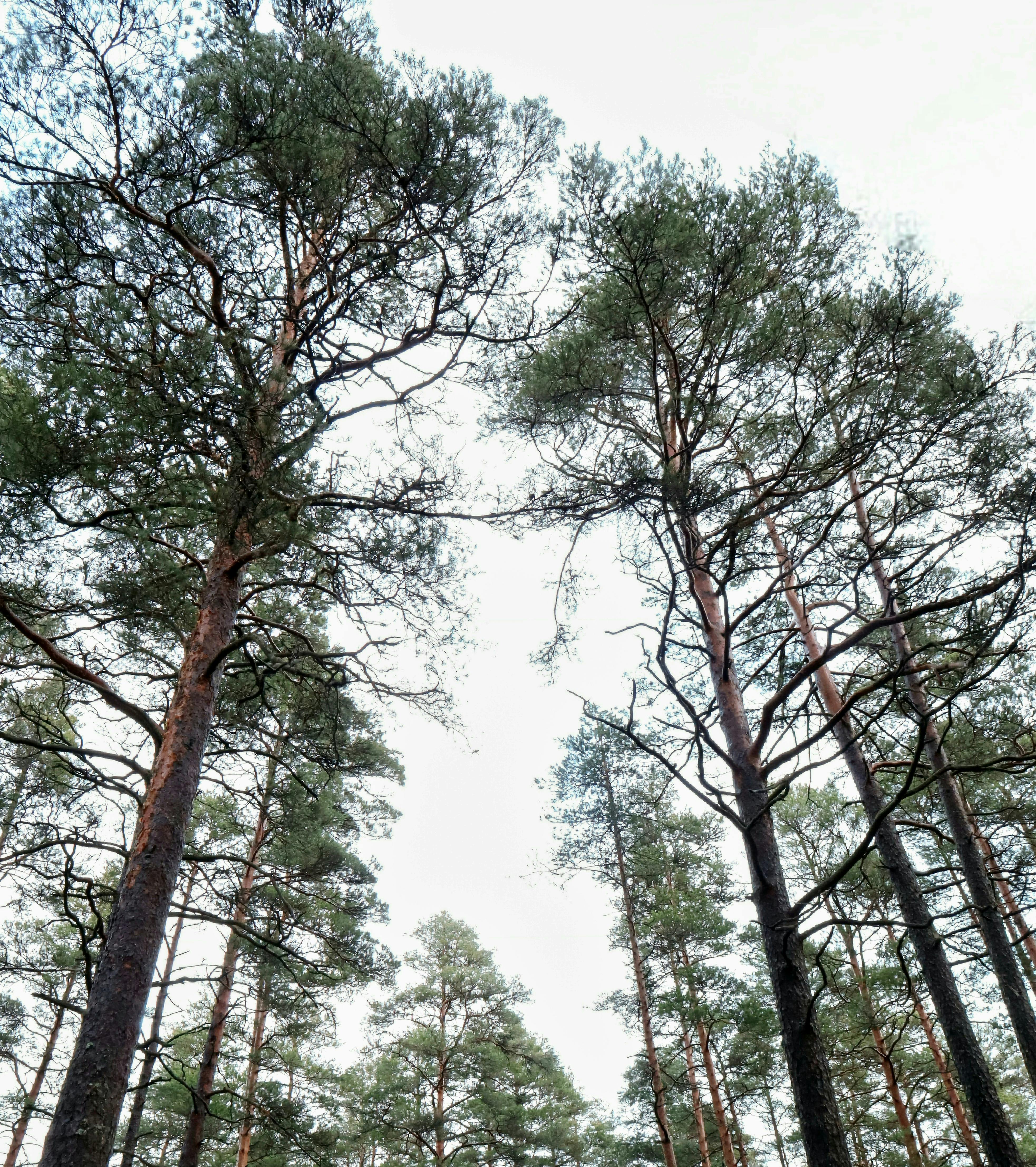A Low Angle View of Tall Trees · Free Stock Photo