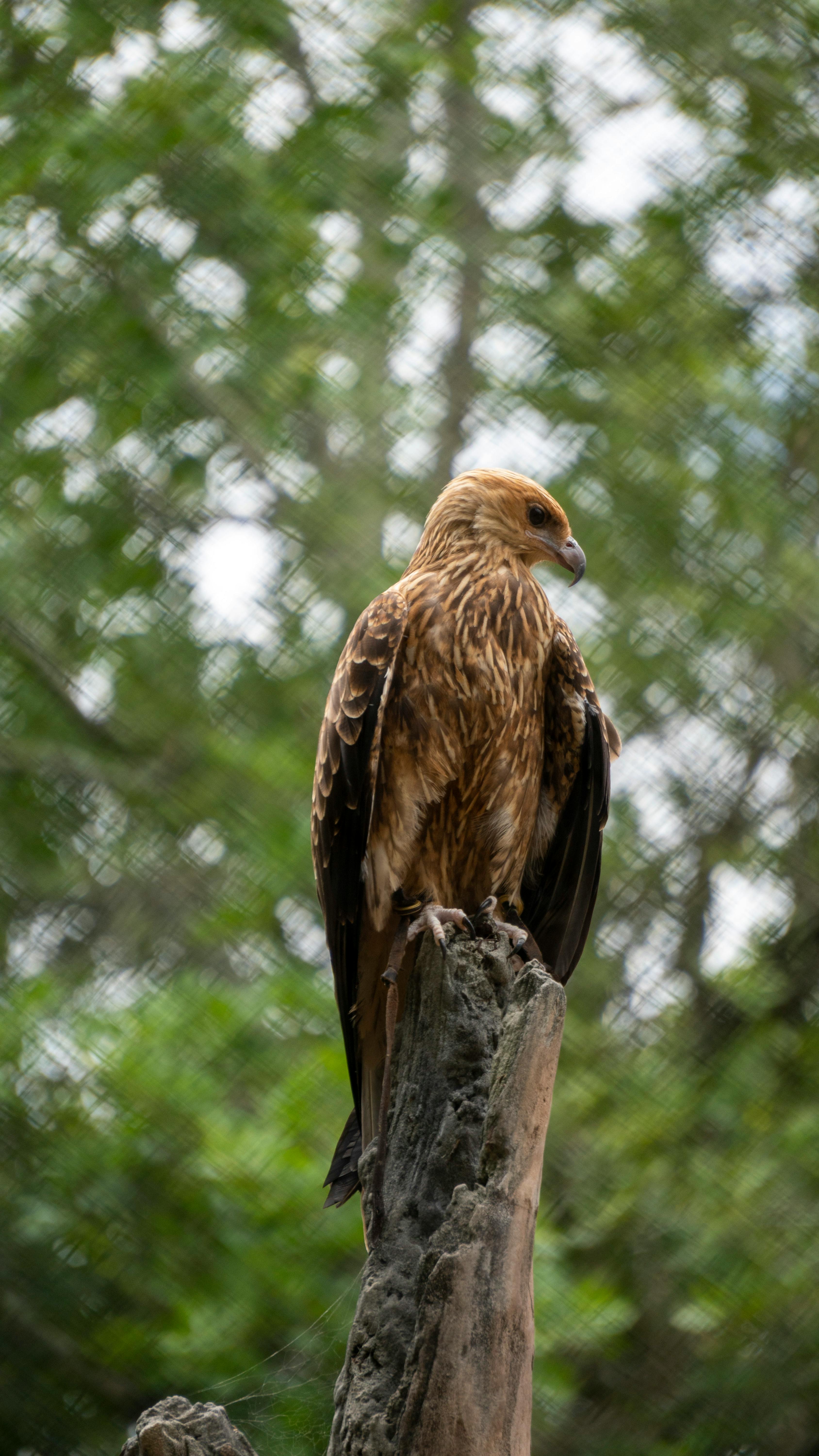 A Whistling Kite on a Dead Tree · Free Stock Photo