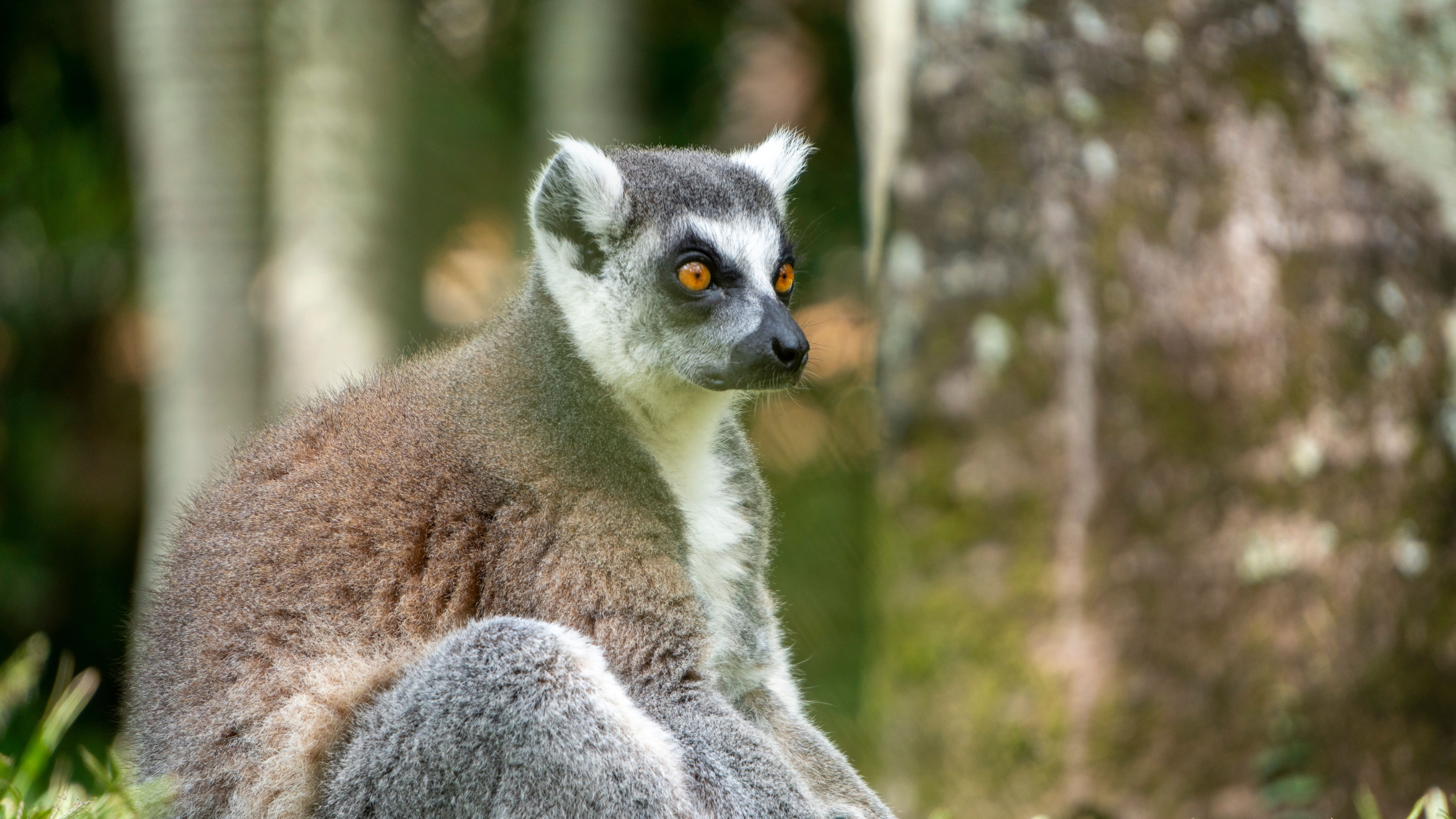 Close-Up Shot of a Lemur · Free Stock Photo