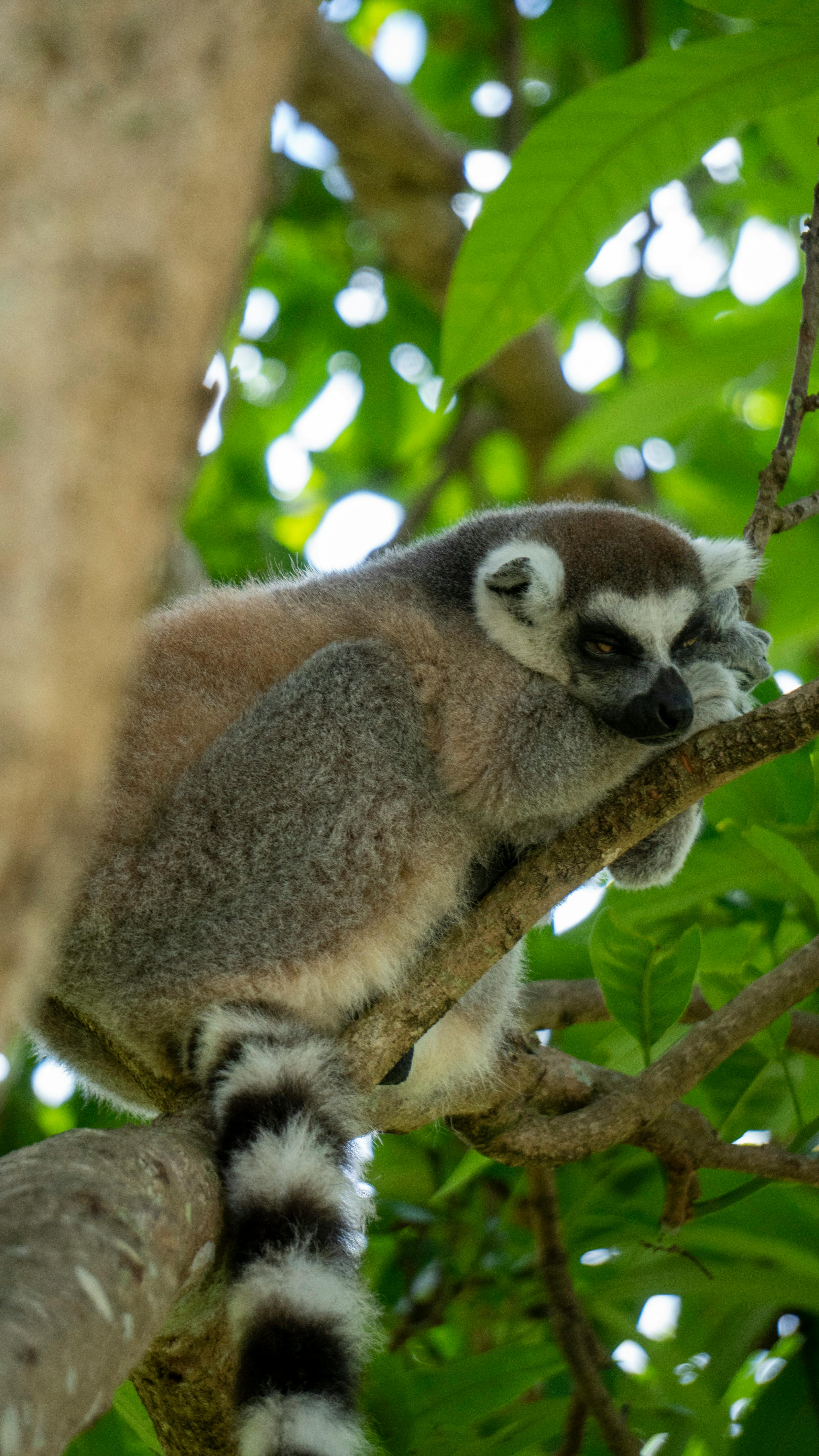 Lemur on Tree · Free Stock Photo