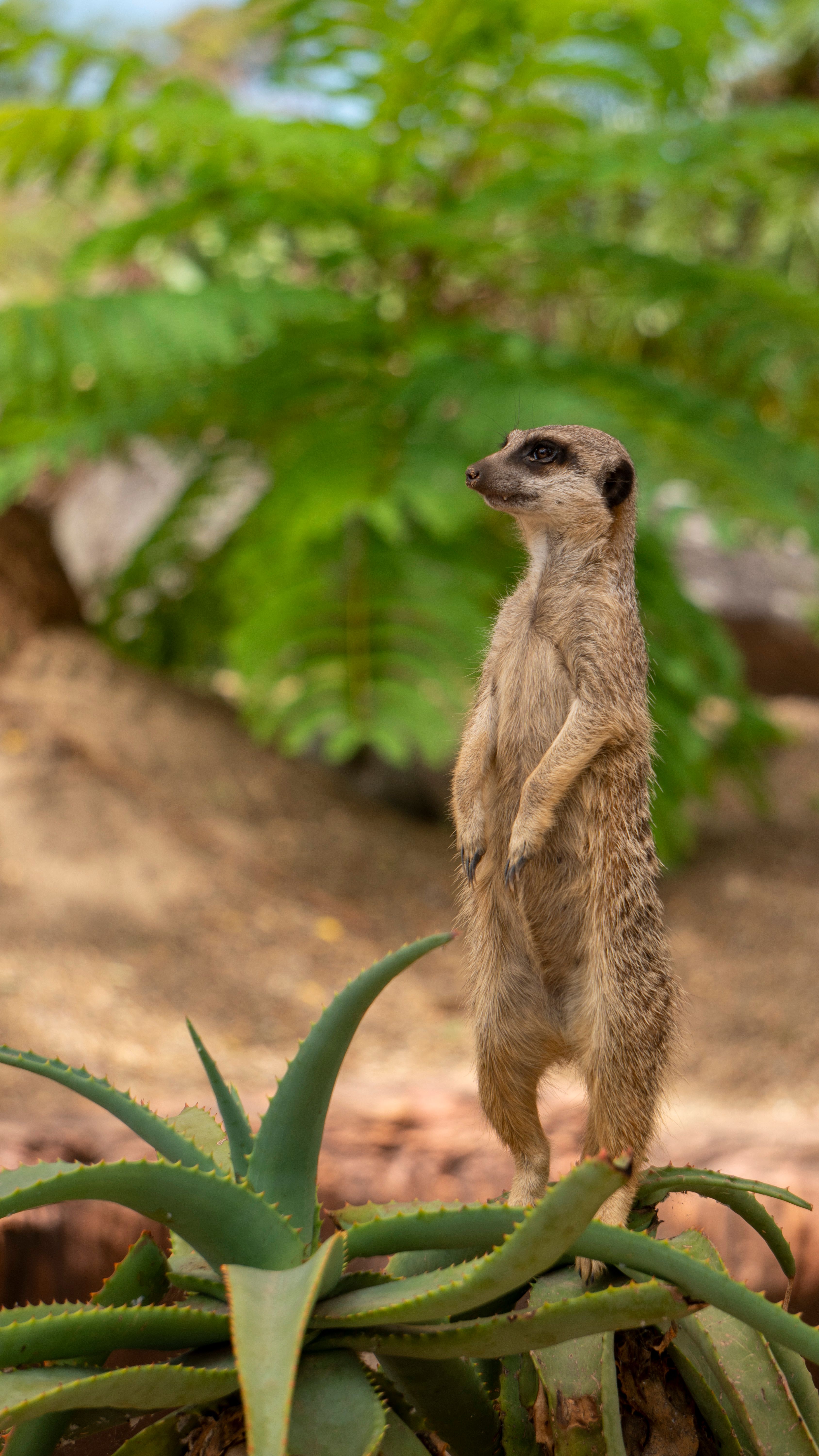 Photo of a Meerkat · Free Stock Photo
