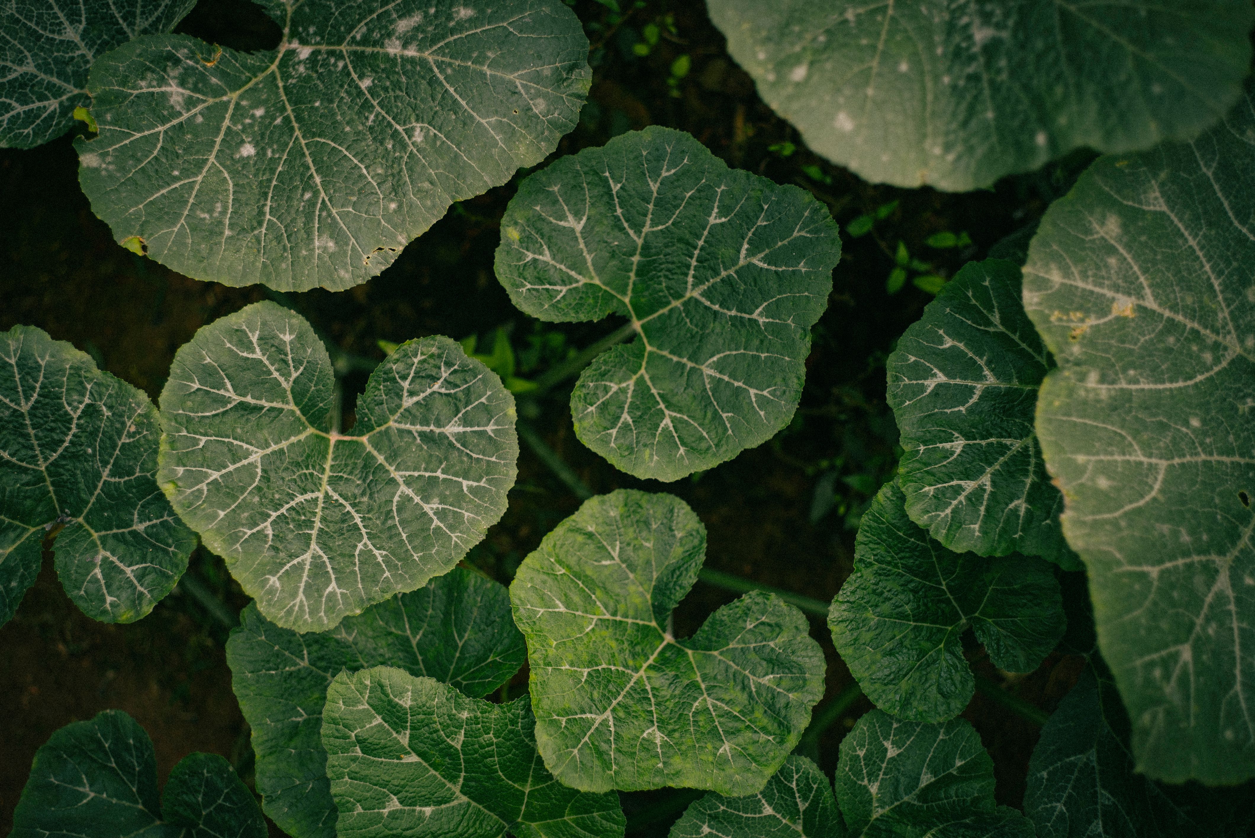 Top View Photo of Leaves · Free Stock Photo