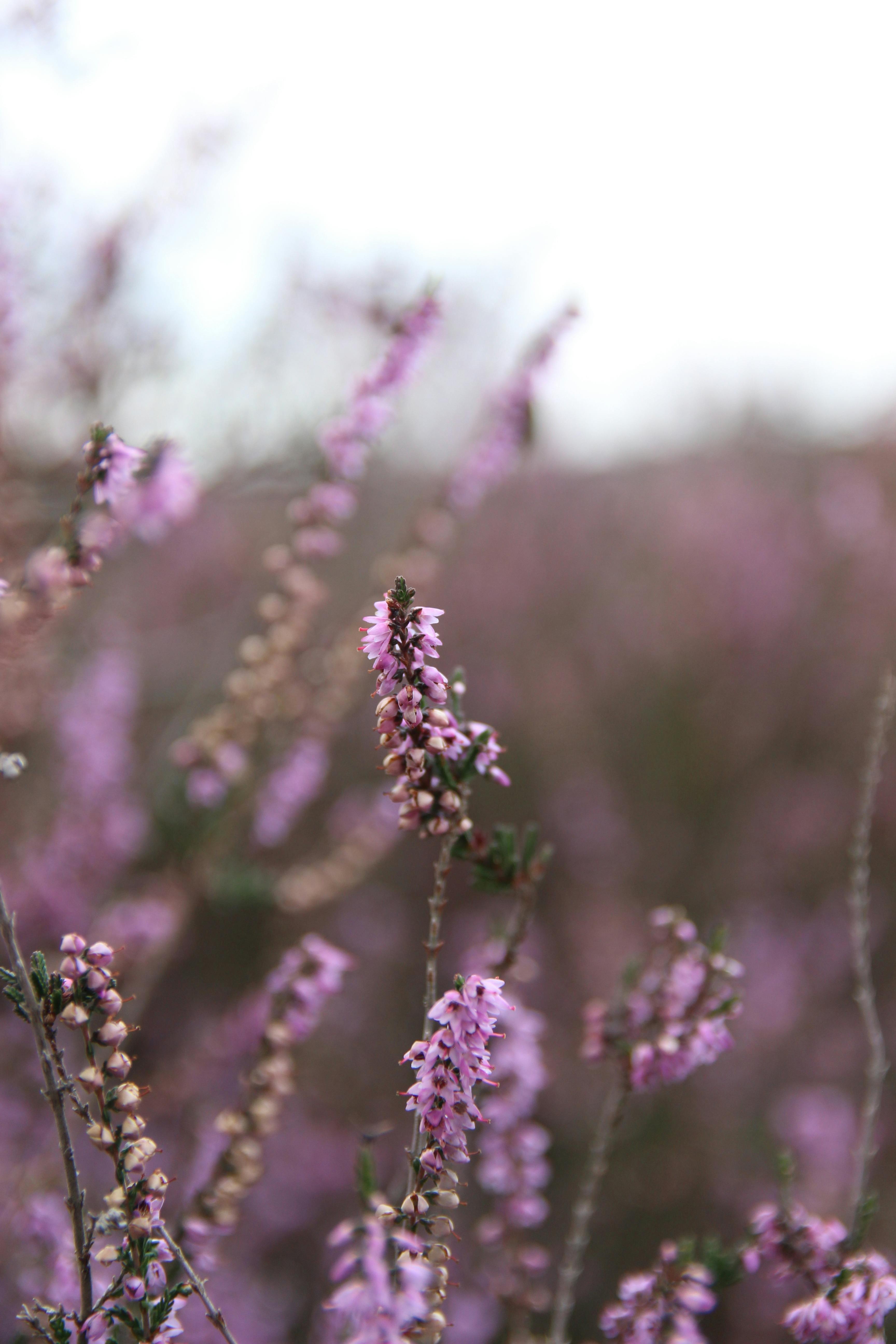 Heather Bushes in Bloom · Free Stock Photo
