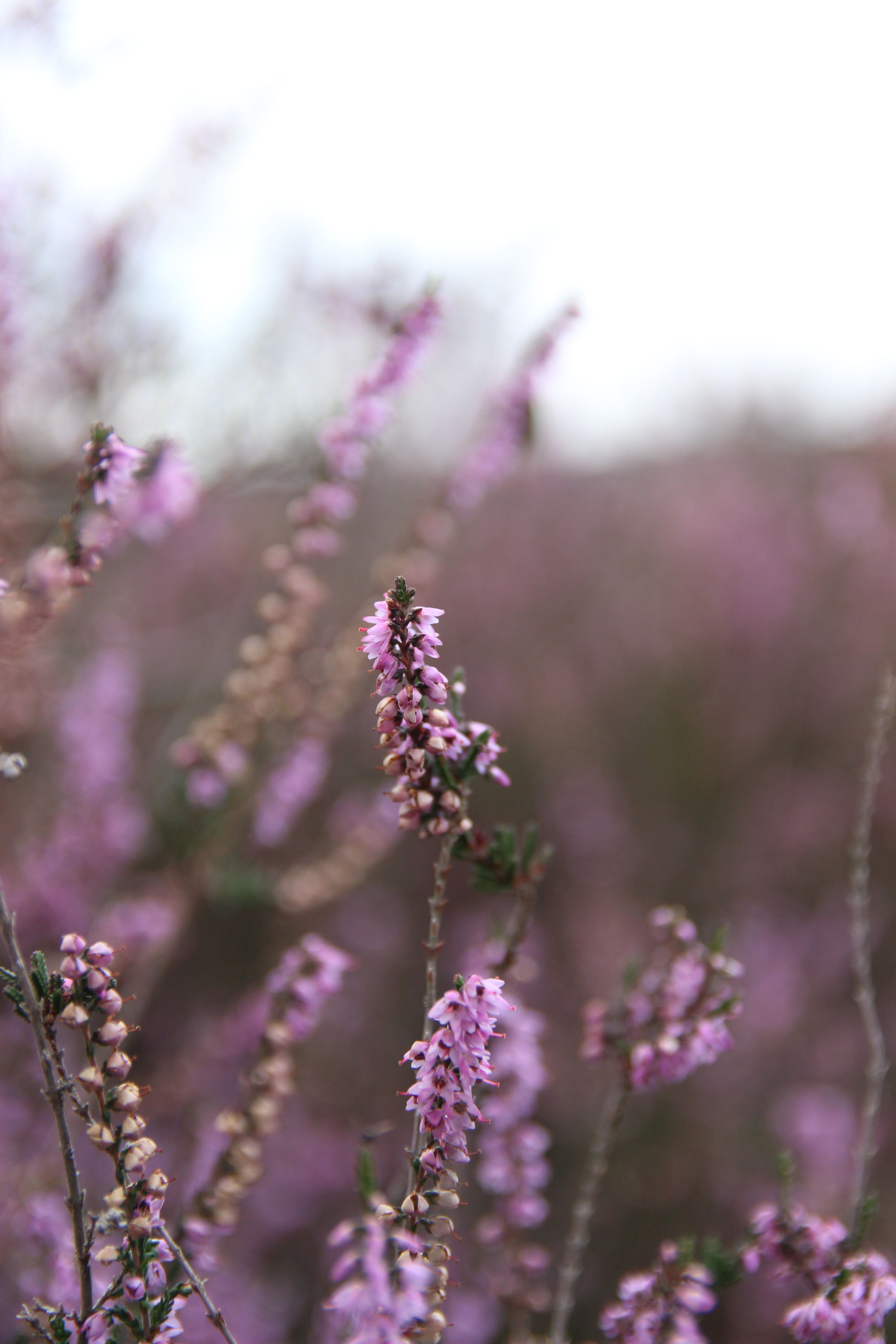 A Close-Up Shot of a Common Heather in Bloom · Free Stock Photo