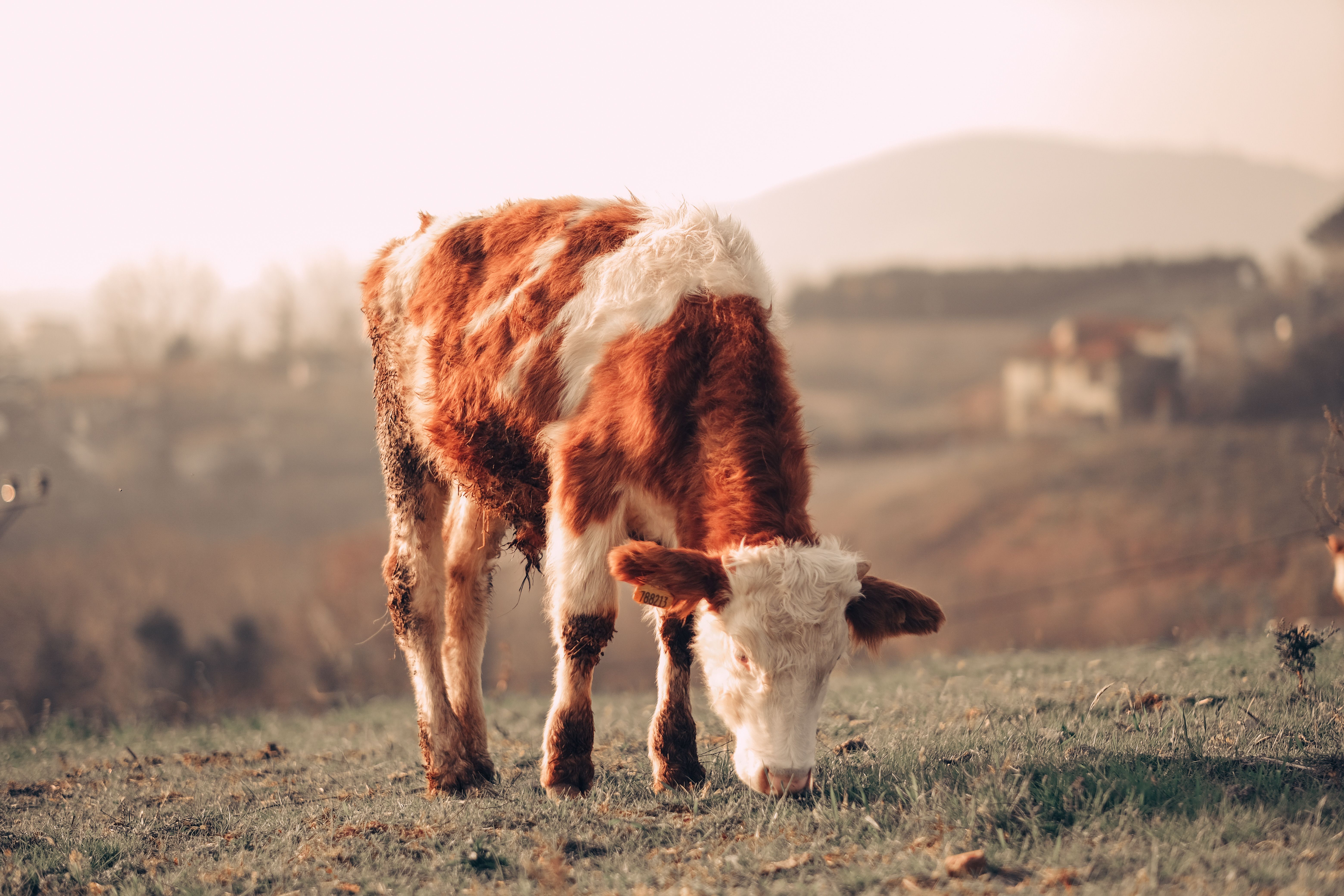 Cow Eating Grass on the Field · Free Stock Photo
