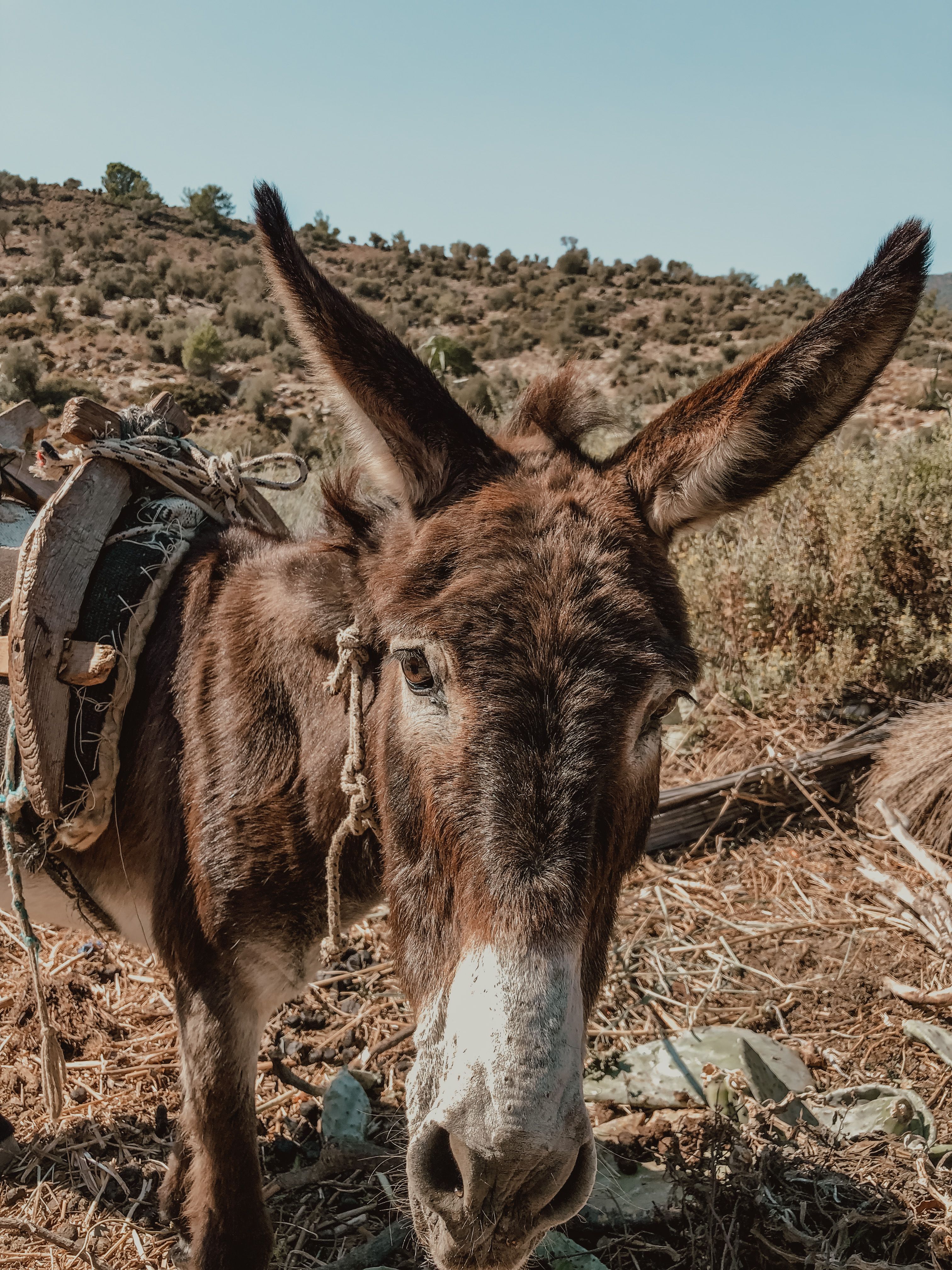 Donkey in Countryside · Free Stock Photo