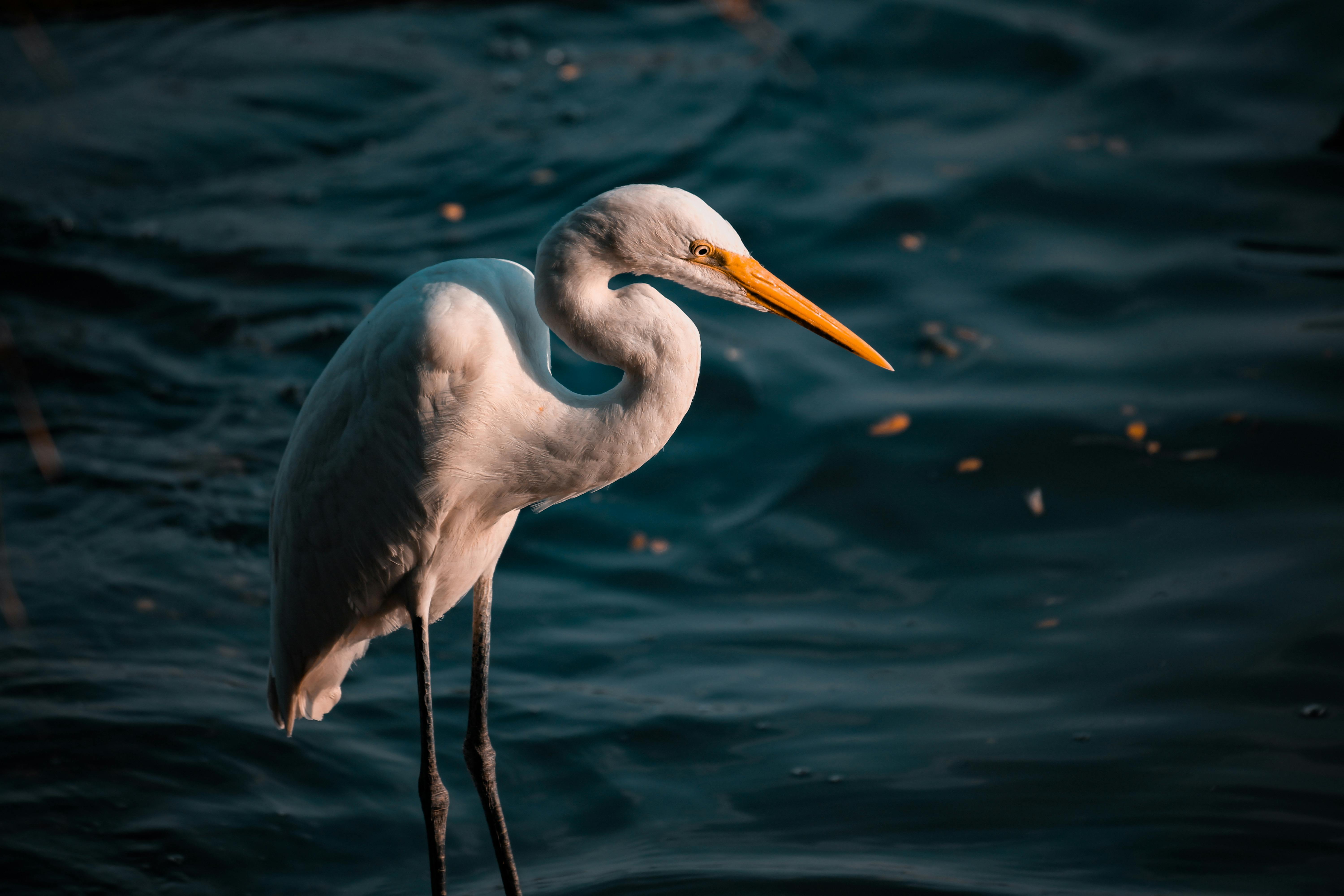 Photo gratuite de aigrette, animal, eau, faune, fermer, héron, marais ...