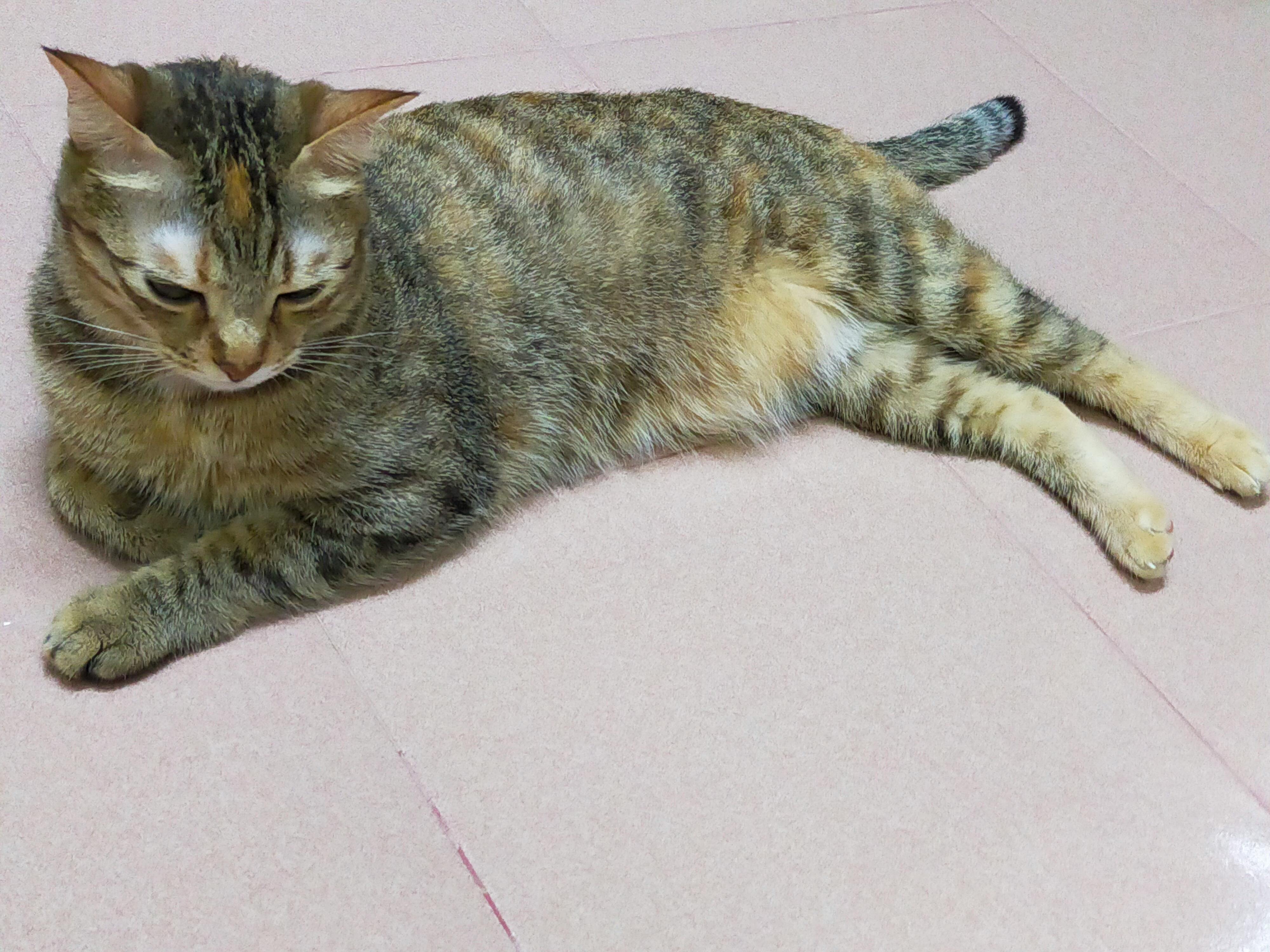 Meow meow - Photography