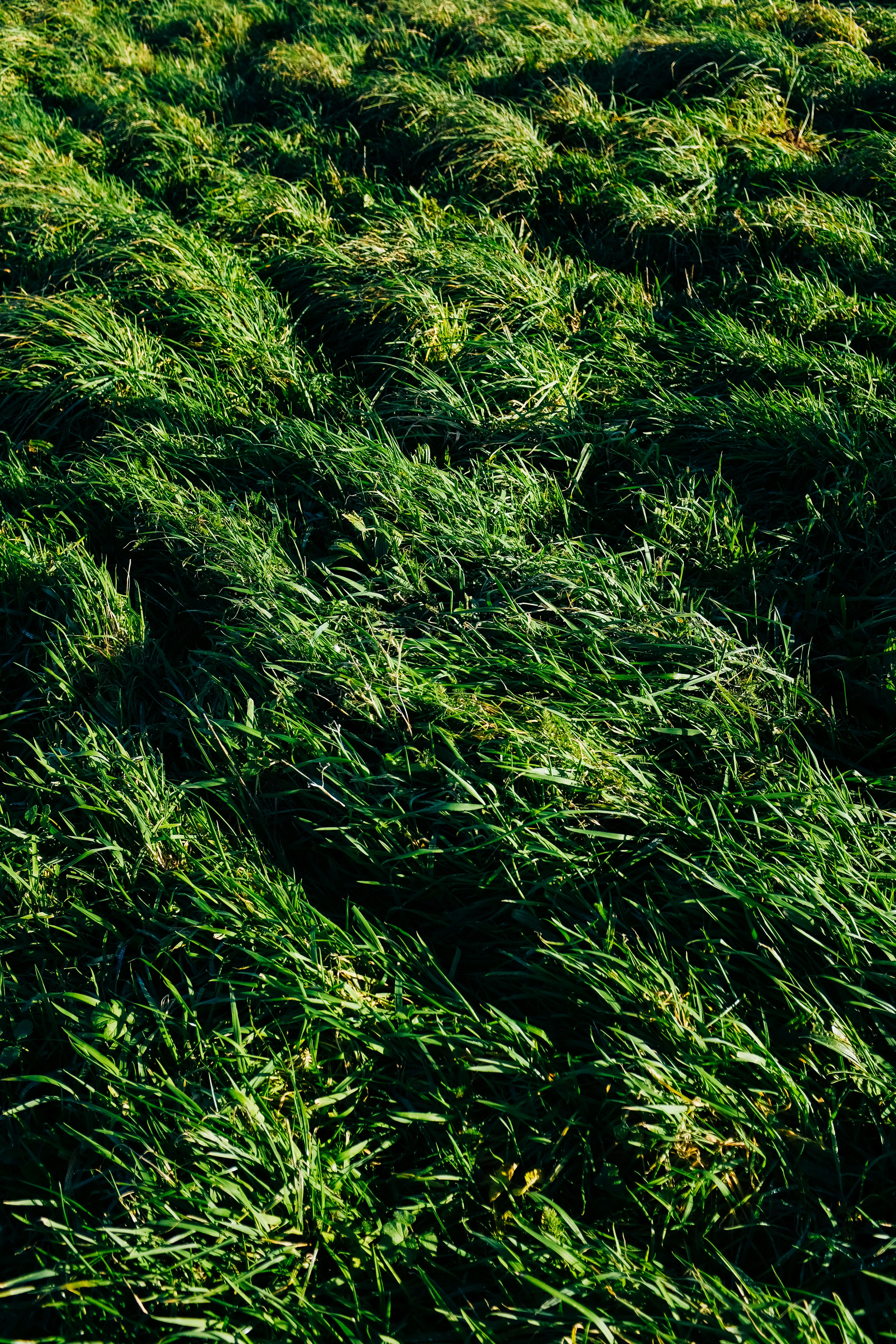 Close-up Photo of Grass · Free Stock Photo