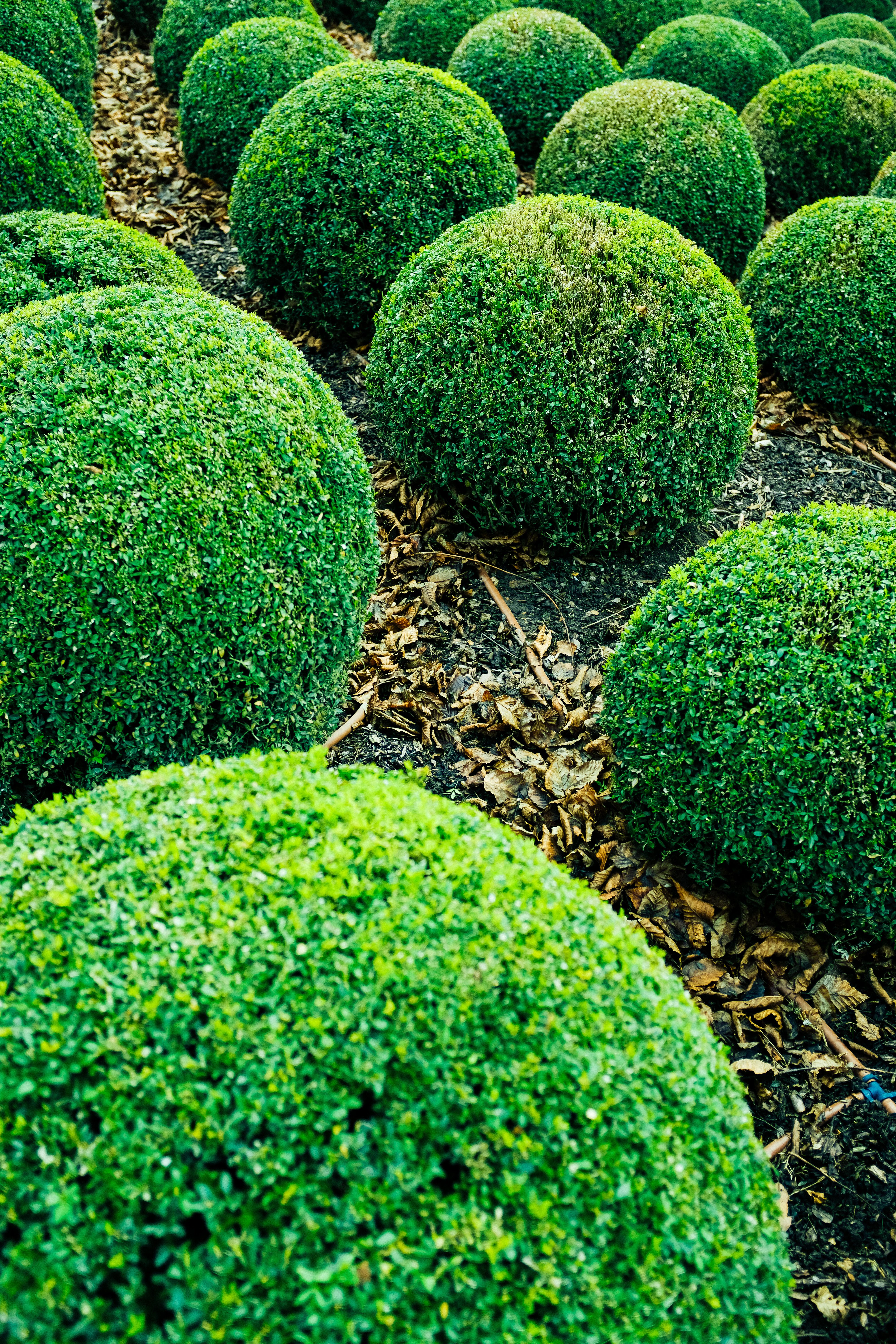 Photograph of Green Bushes · Free Stock Photo