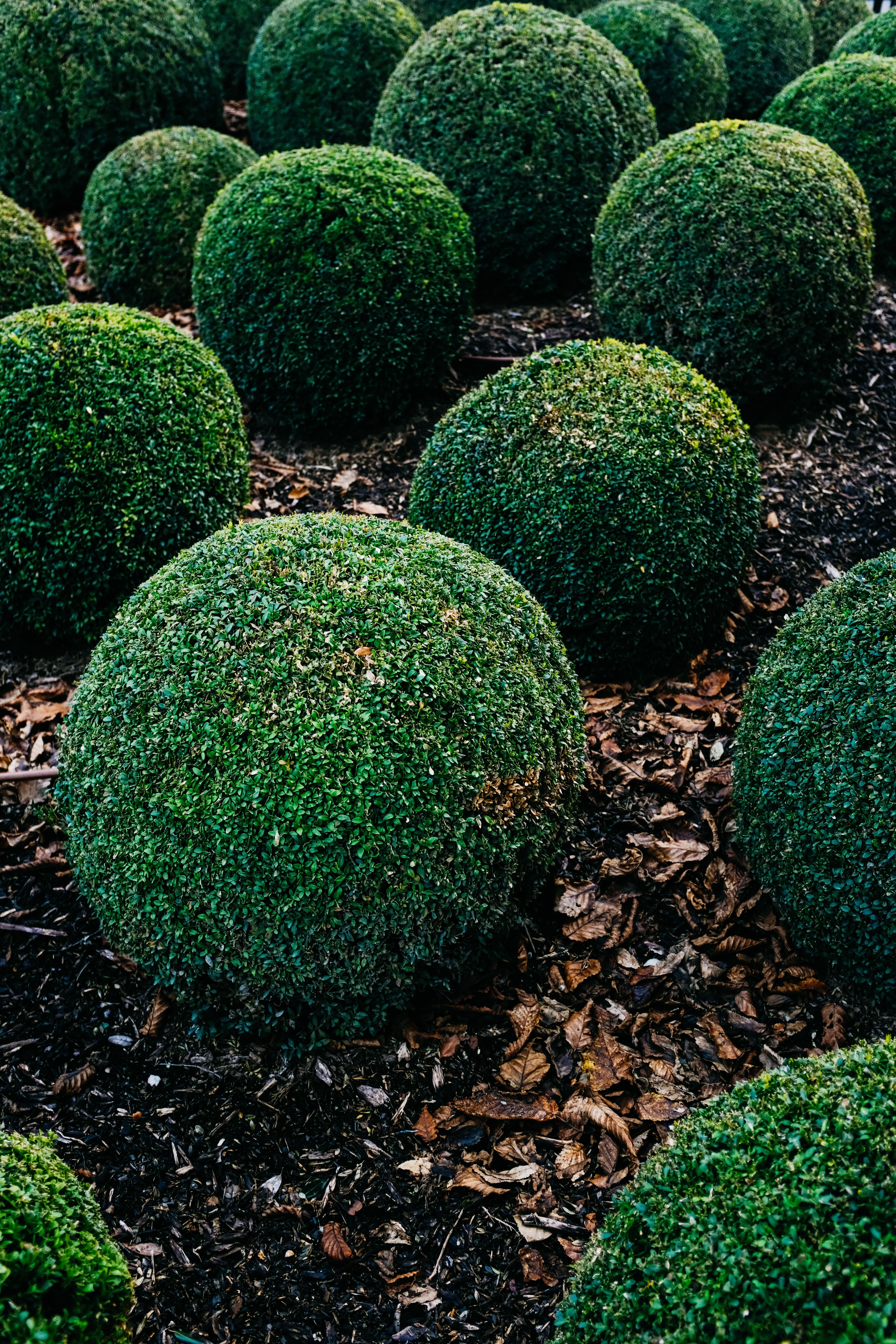Foto profissional gratuita de buxo, buxus, buxus sempervirens, plantas ...