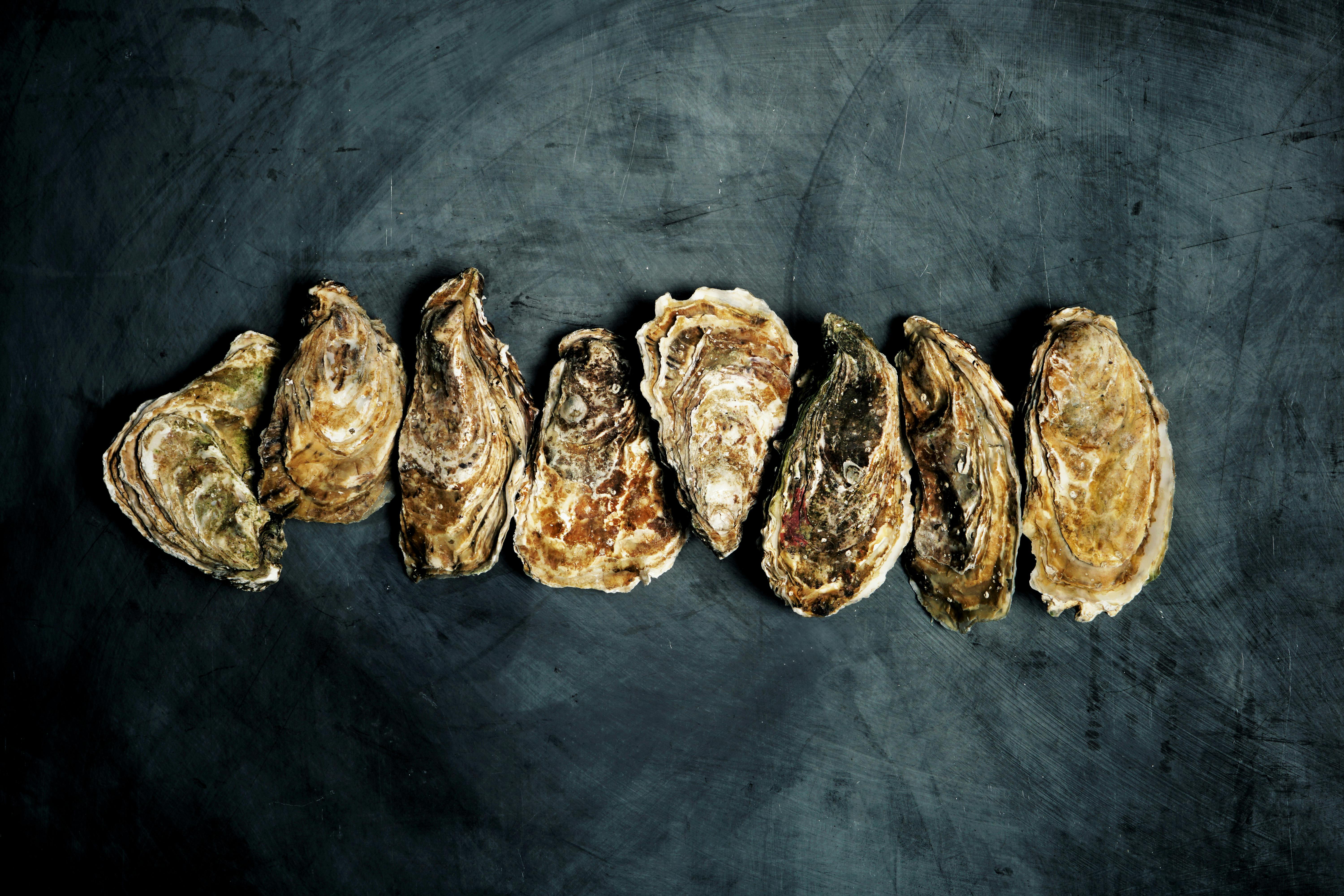 Oysters Background Photos, Download The BEST Free Oysters Background ...