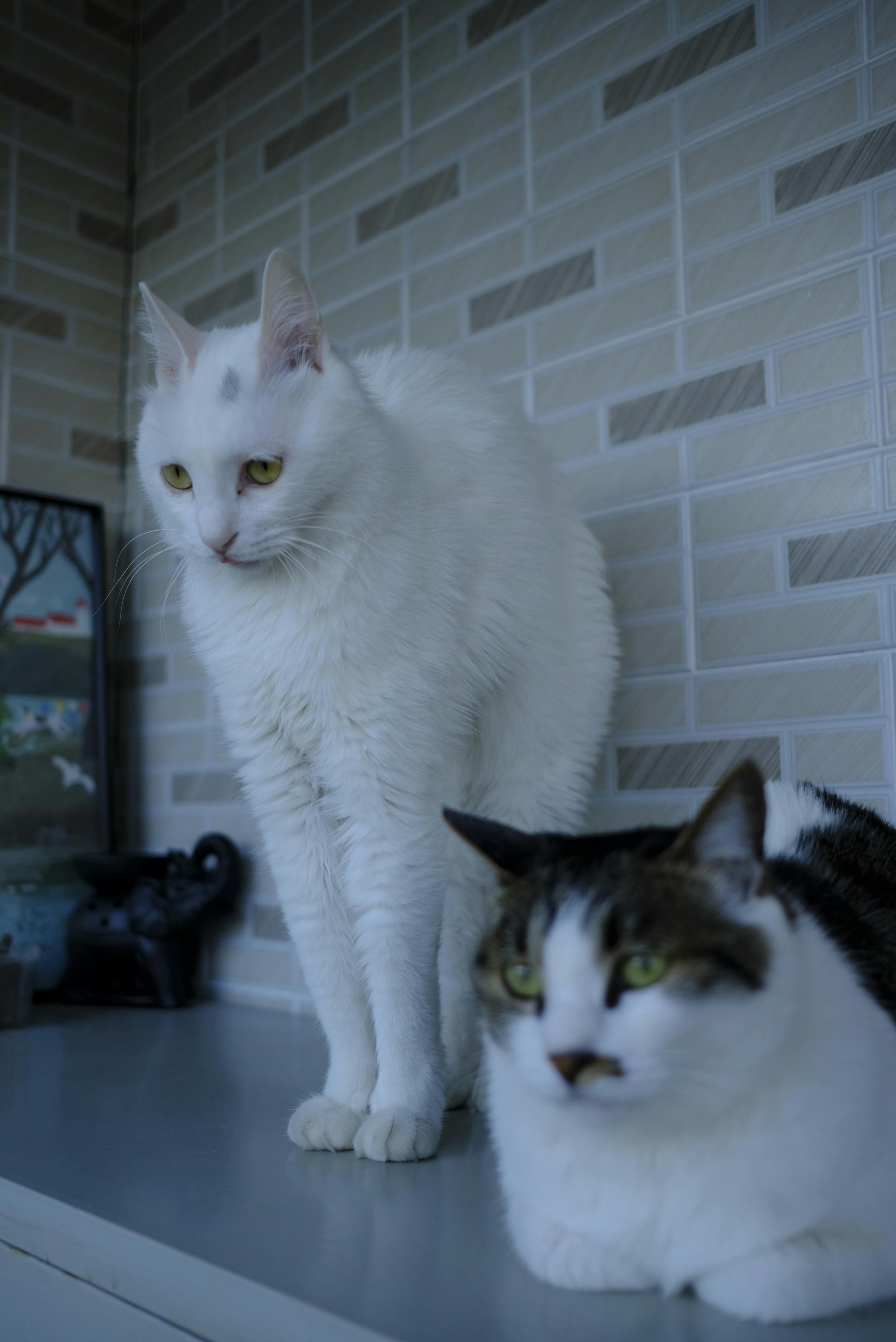 Photography of Two Cats · Free Stock Photo