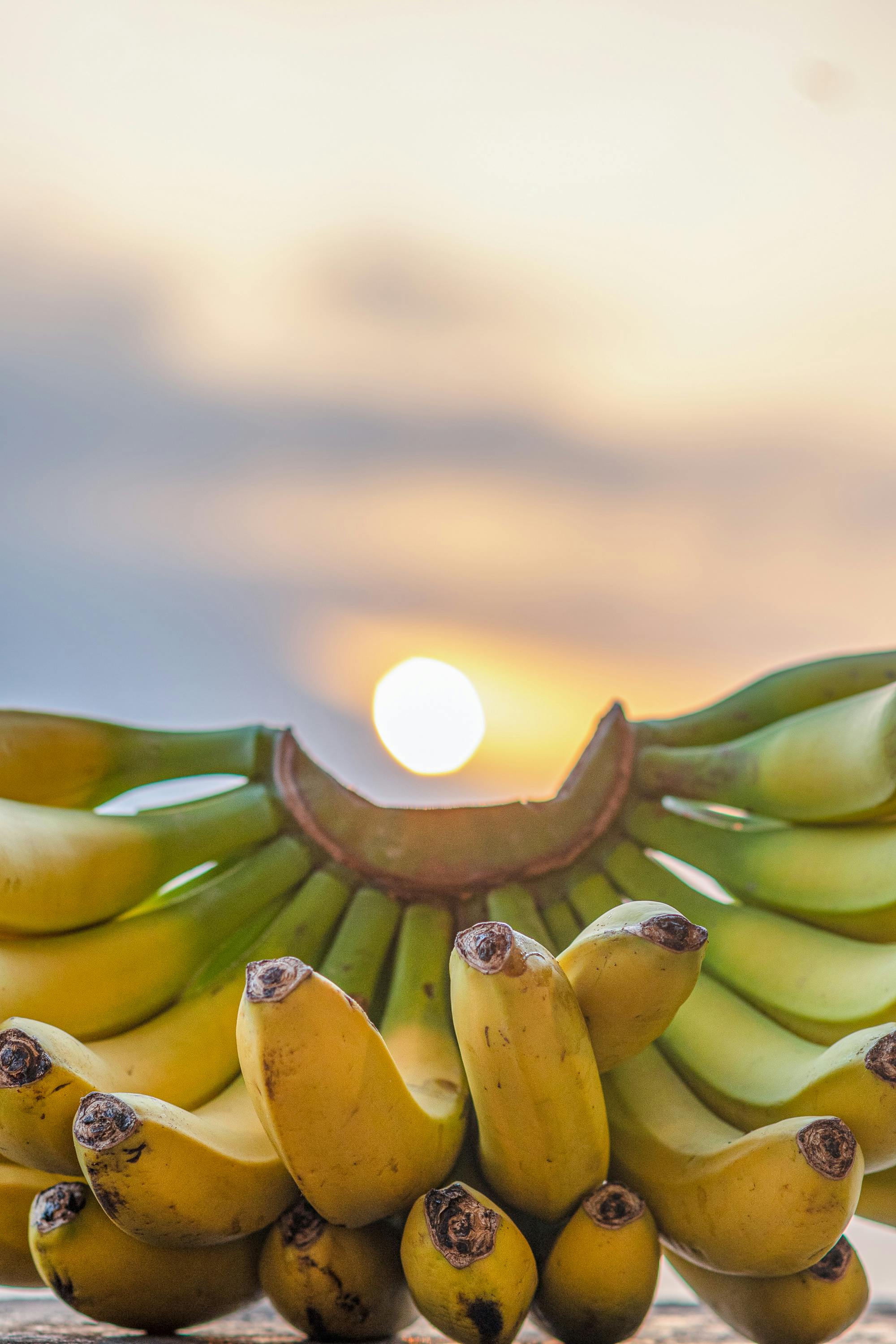 Sun Bambuu Photos, Download Free Sun Bambuu Stock Photos & HD Images