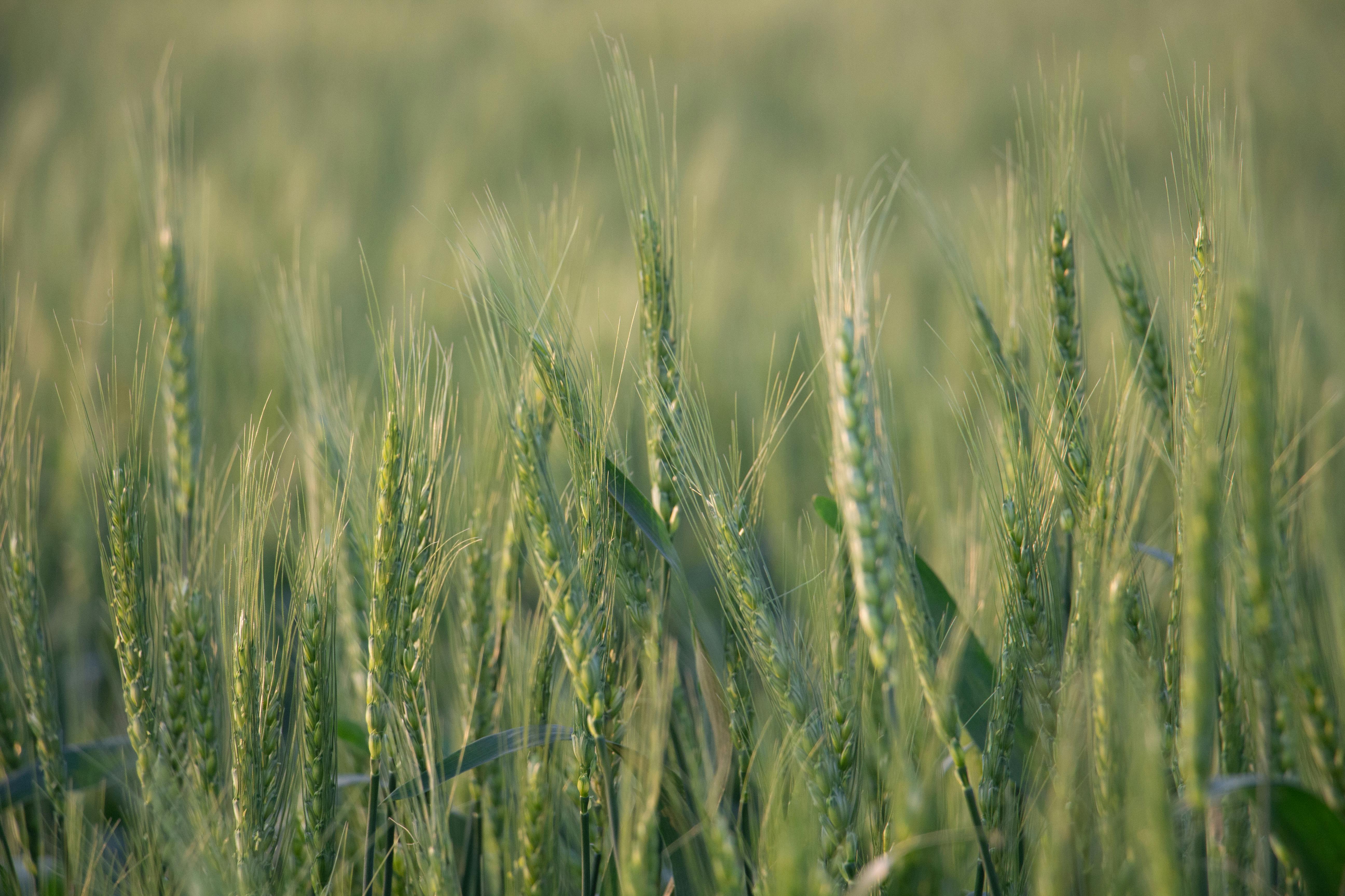 Grain Plants Photos, Download The BEST Free Grain Plants Stock Photos ...