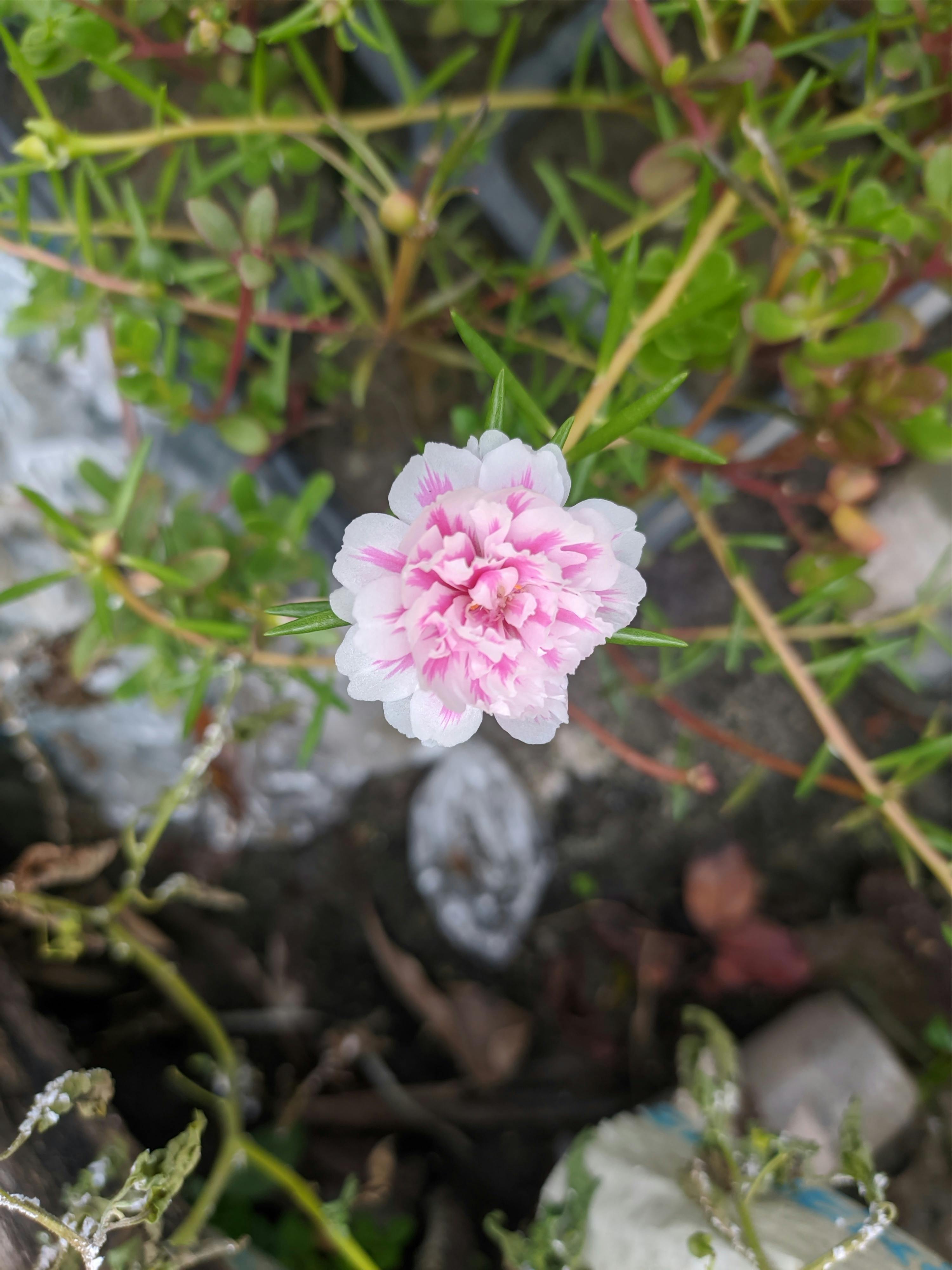 Md Mahamudul Mowla - Photography